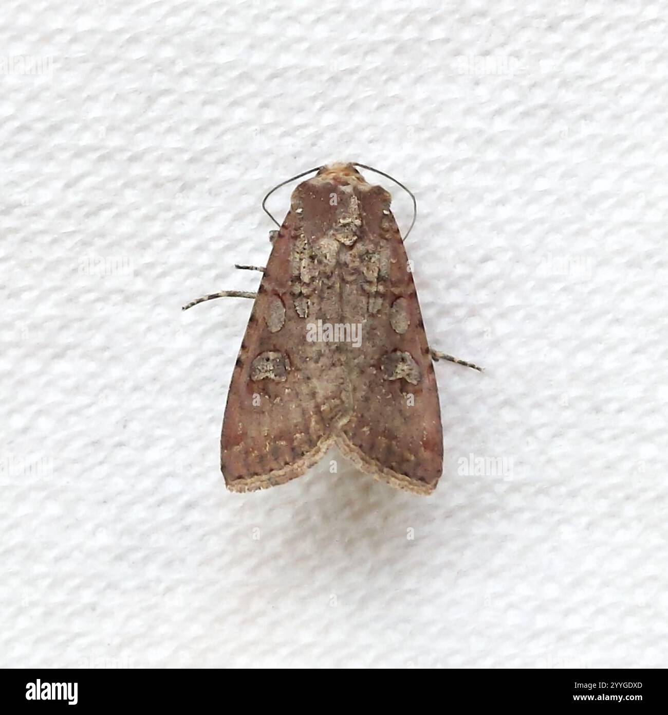 Variegated Cutworm Moth (Peridroma saucia Stock Photo - Alamy