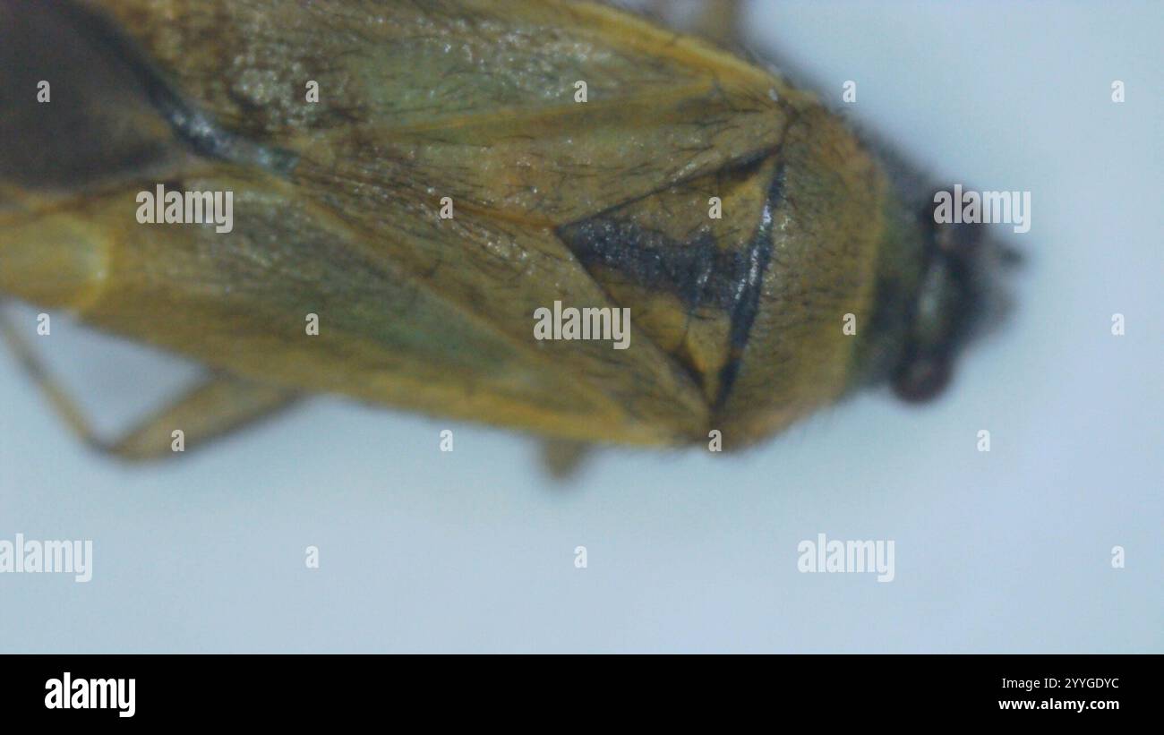 Common Nettle Flower Bug (Plagiognathus arbustorum Stock Photo - Alamy