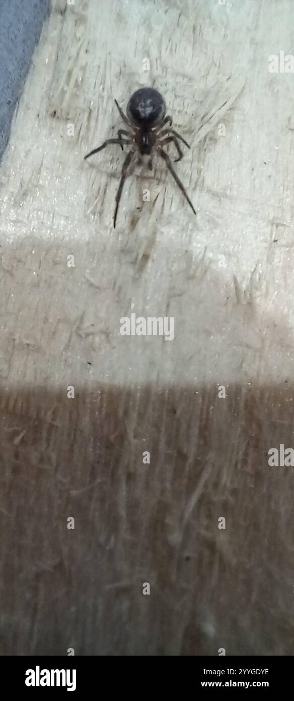 Silver-sided Sector Spider (Zygiella x-notata Stock Photo - Alamy
