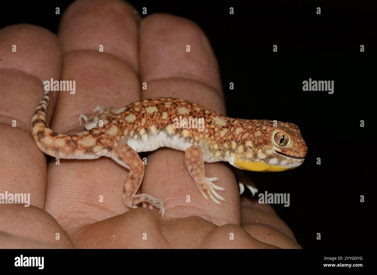 Spotted Barking Gecko (Ptenopus garrulus maculatus Stock Photo - Alamy