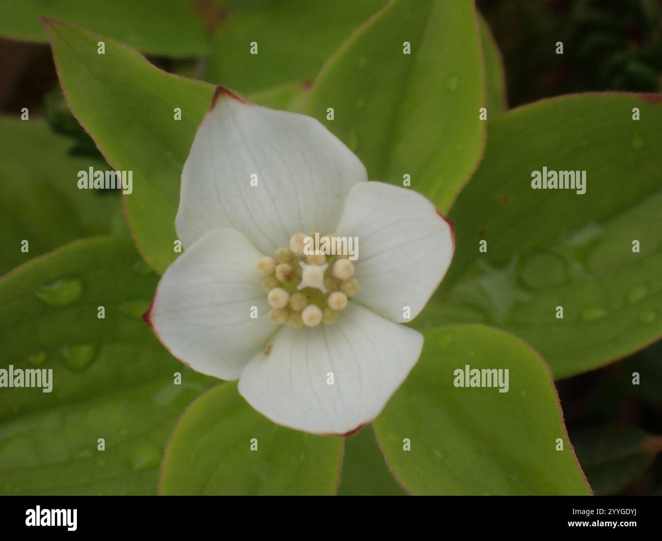 Canadian bunchberry (Cornus canadensis Stock Photo - Alamy