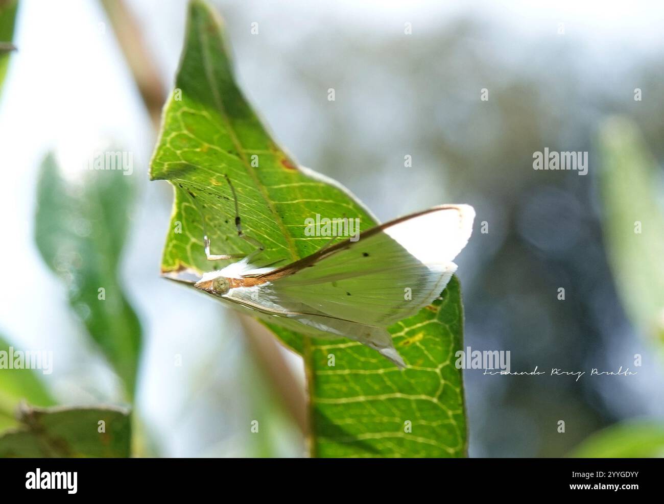 Four-spotted Palpita Moth (Palpita quadristigmalis Stock Photo - Alamy