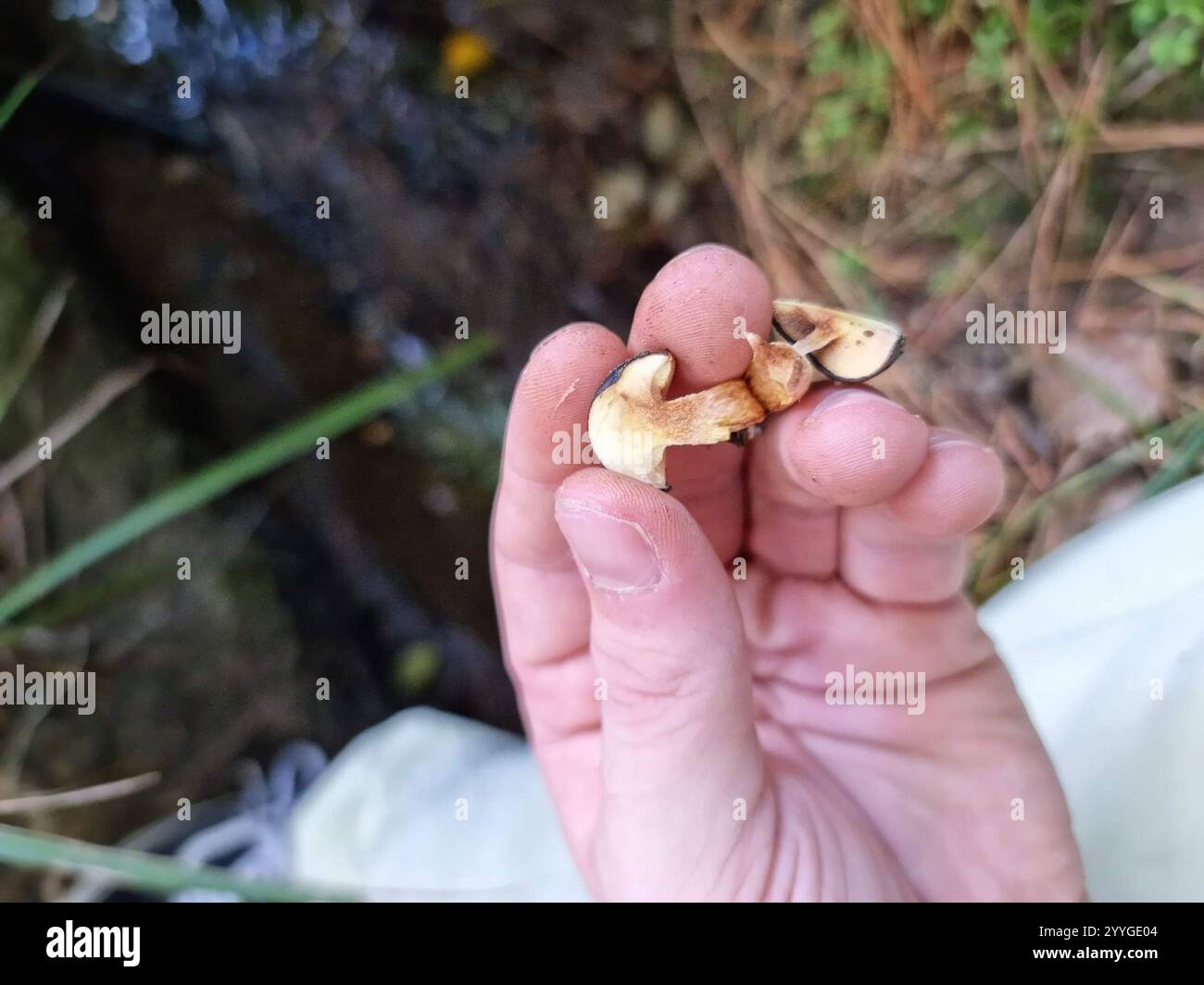 Slippery Jacks (Suillus Stock Photo - Alamy