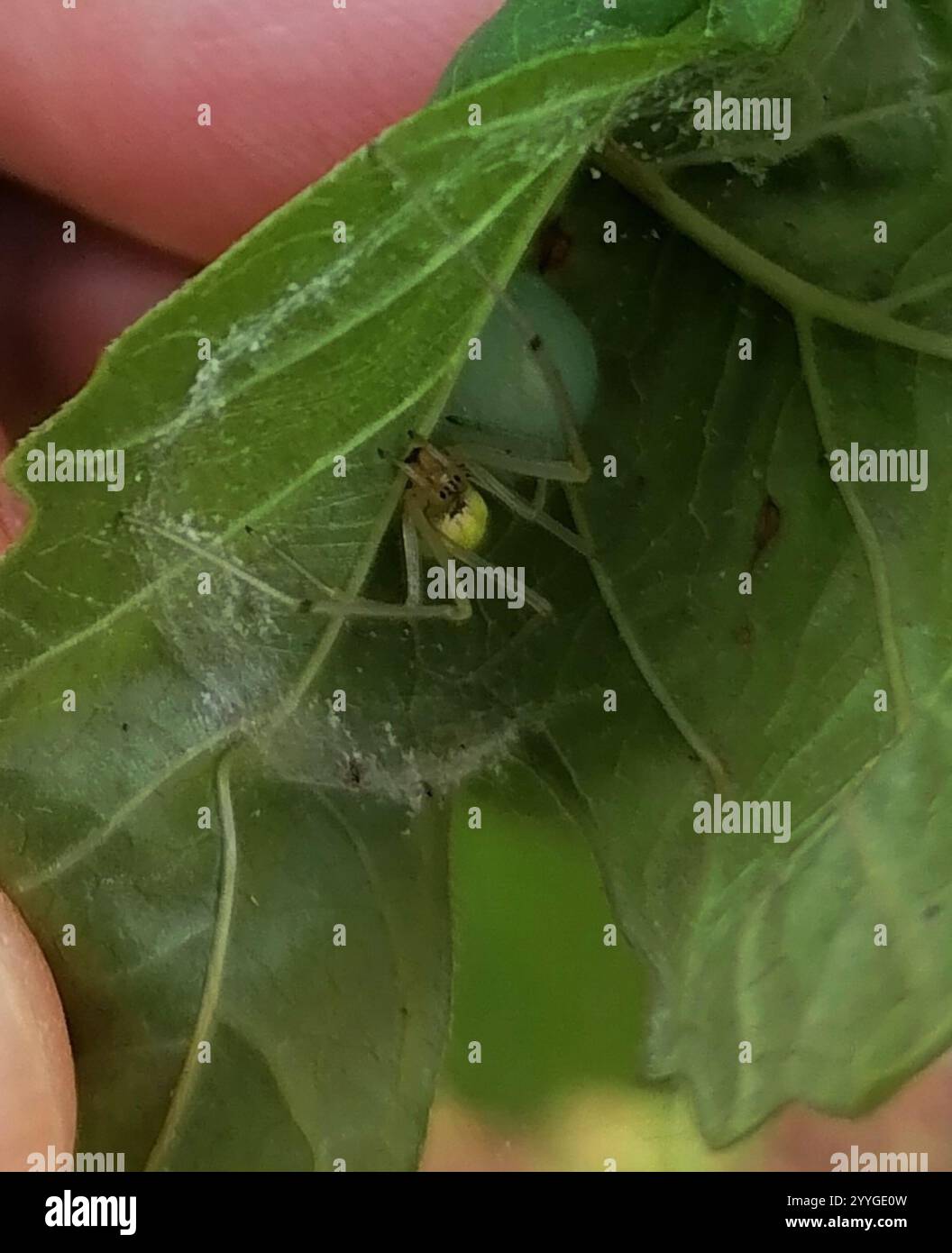 Common candy-striped spider (Enoplognatha ovata Stock Photo - Alamy