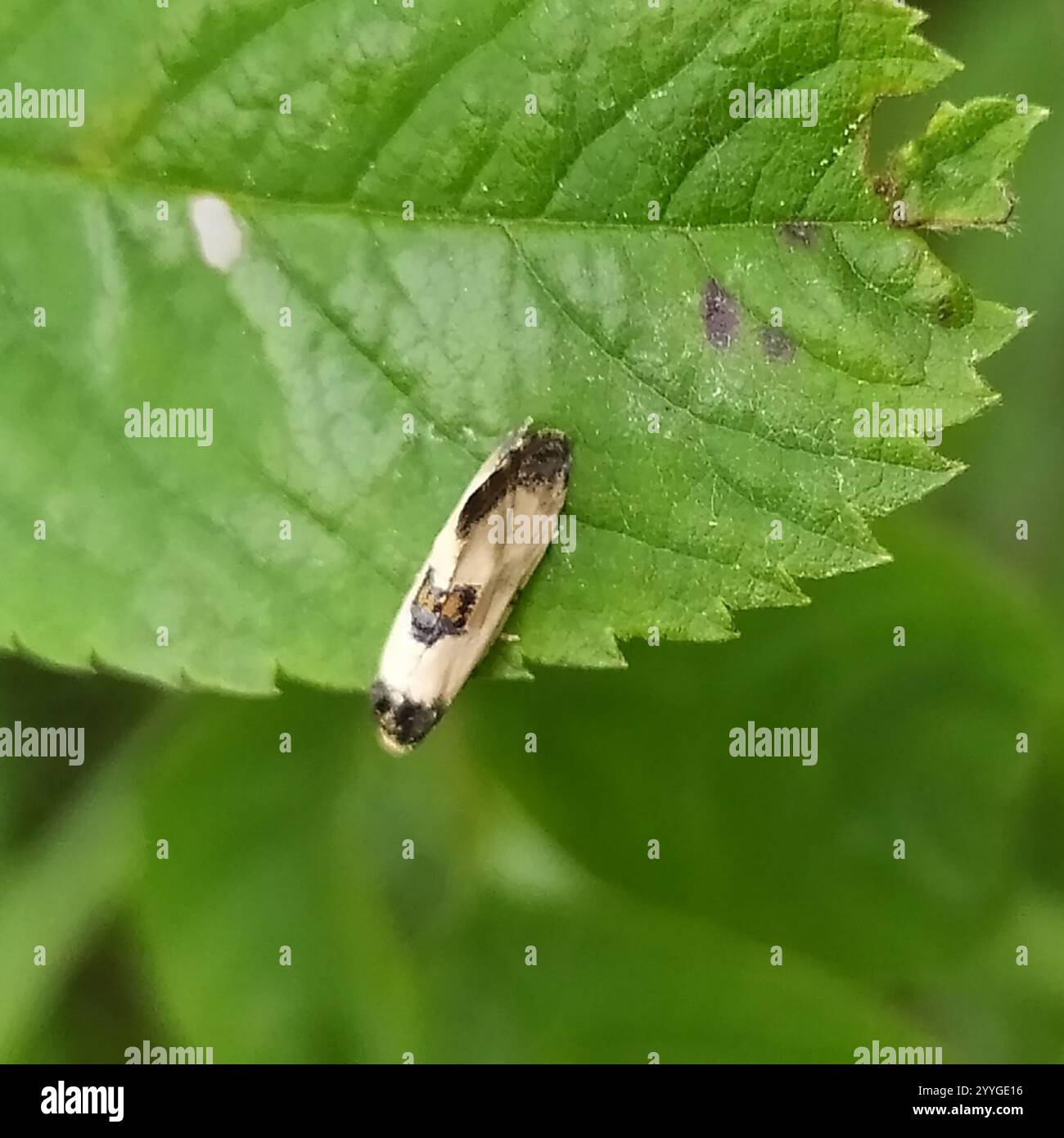Little Conch (Neocochylis dubitana Stock Photo - Alamy