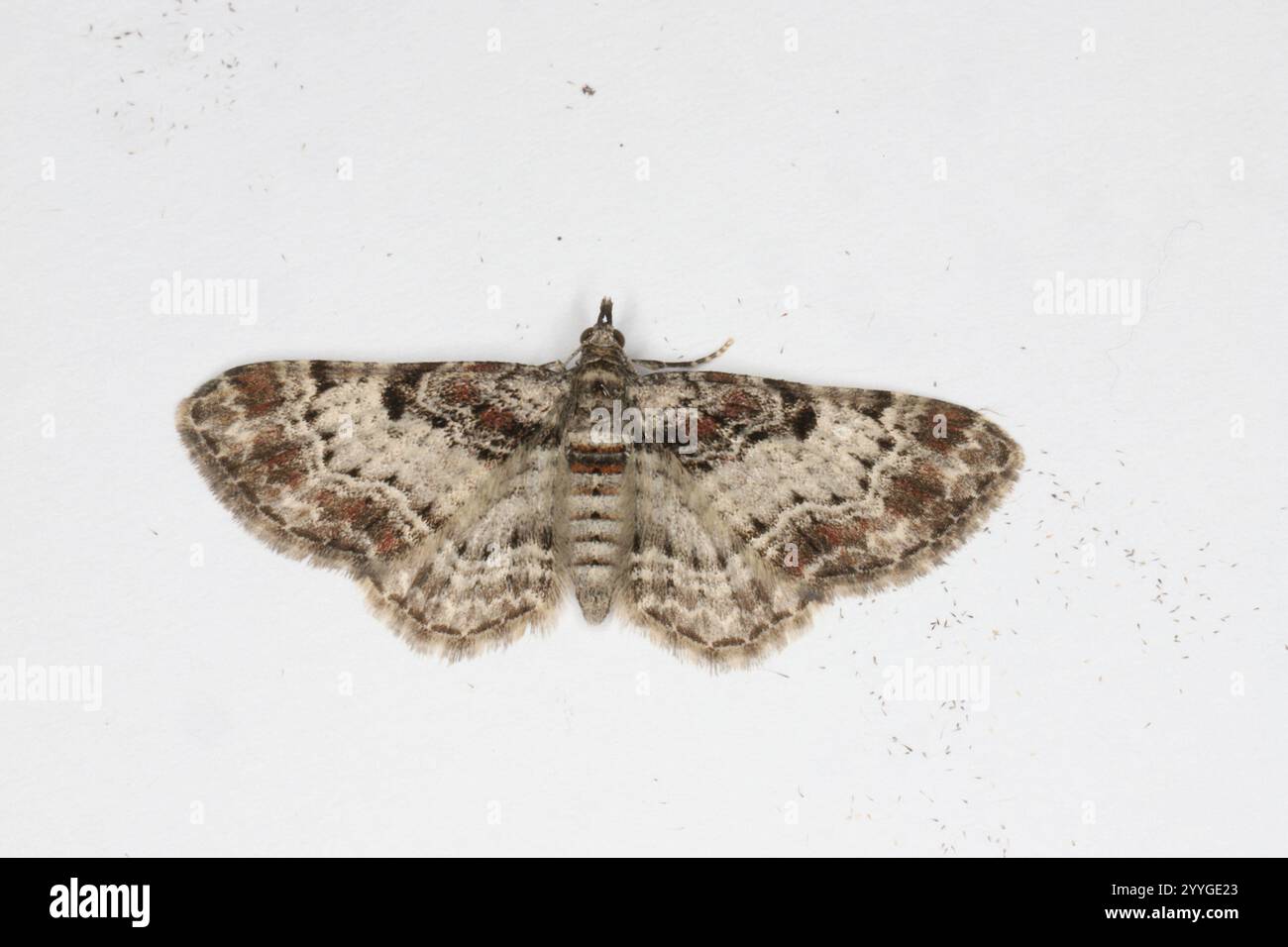 Pug Moths (Eupithecia Stock Photo - Alamy