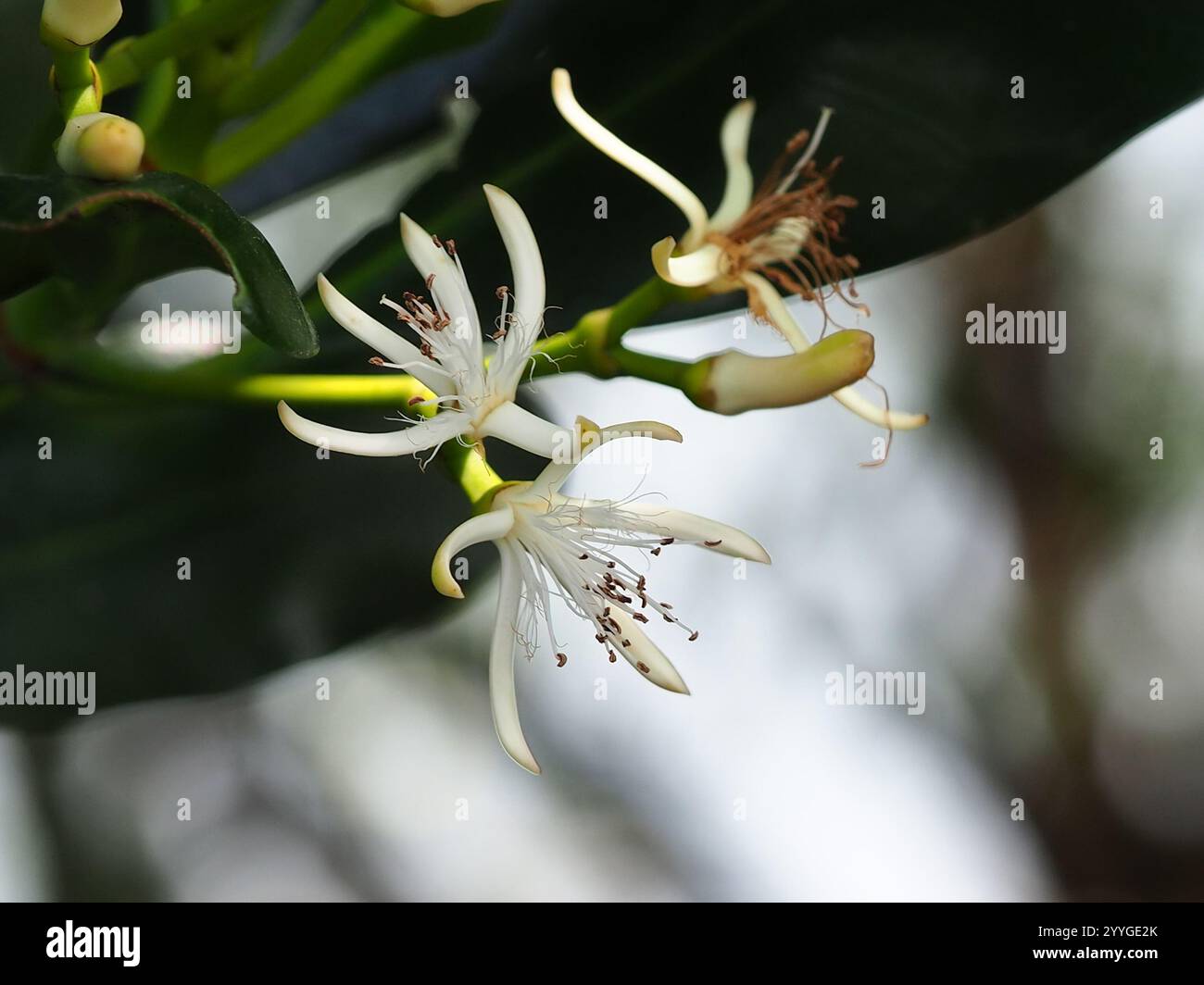 Kandelia hi-res stock photography and images - Alamy