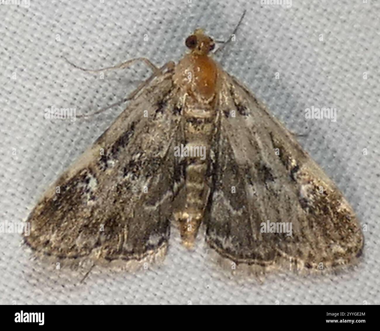 Waterlily Leafcutter Moth (Elophila obliteralis Stock Photo - Alamy