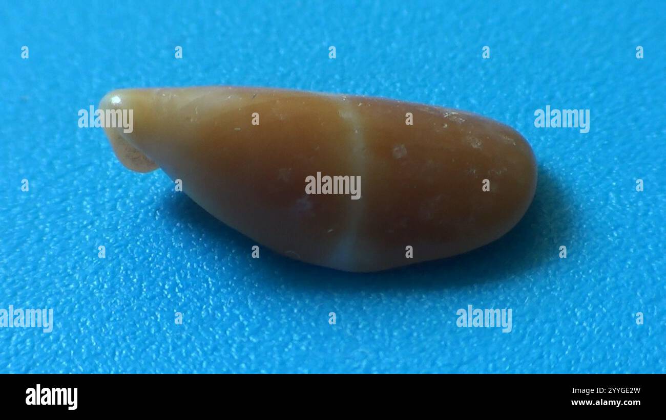 Cone Snails (Conidae Stock Photo - Alamy