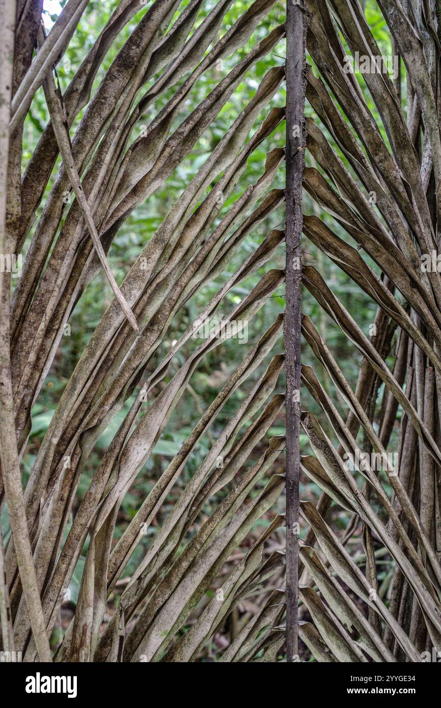 Tambopata, Peru - 27 Nov, 2024: Dry Palm leaves hanging from a tree in ...
