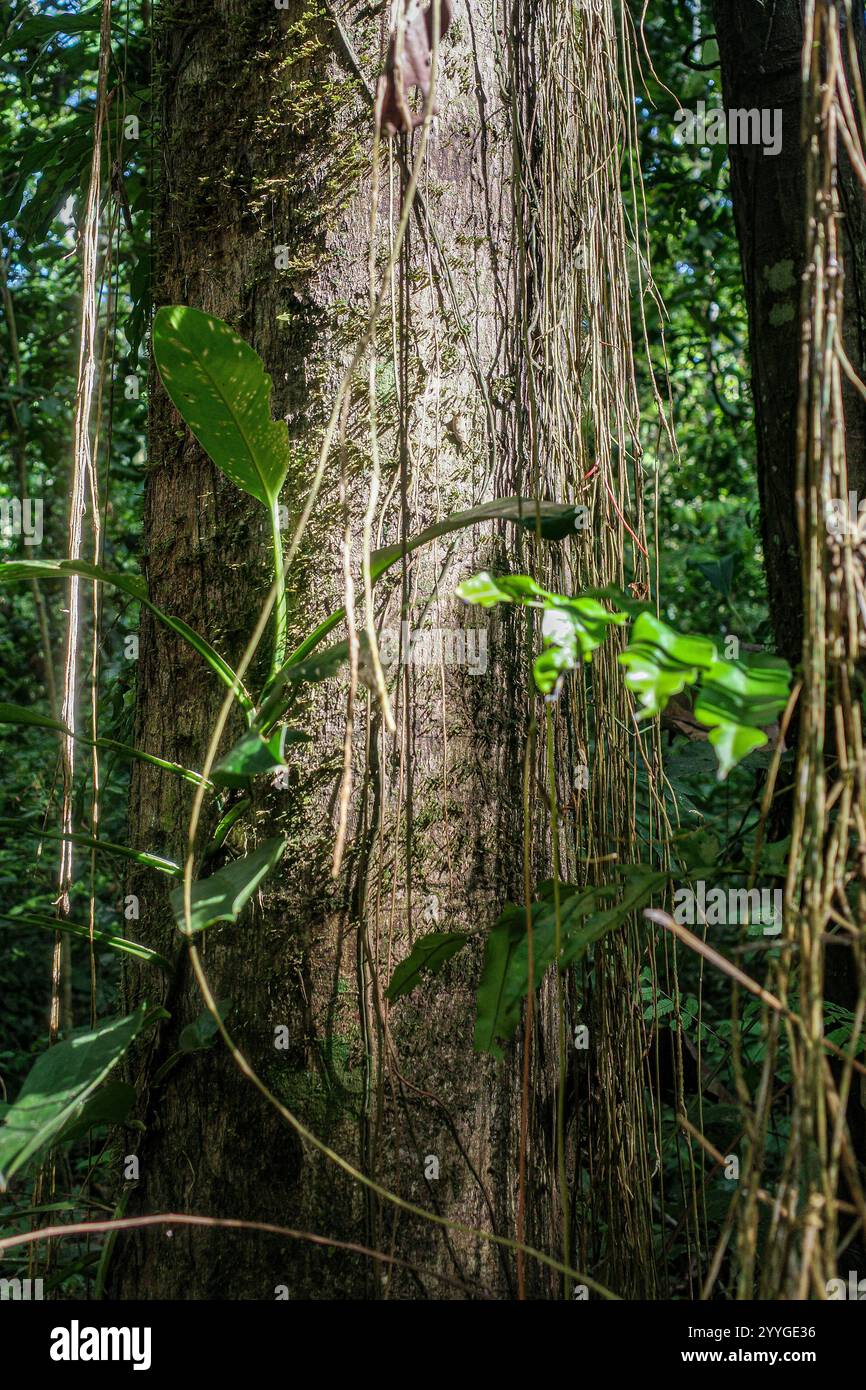 Tambopata, Peru - 27 Nov, 2024: Jungle vines, roots and trees in the ...