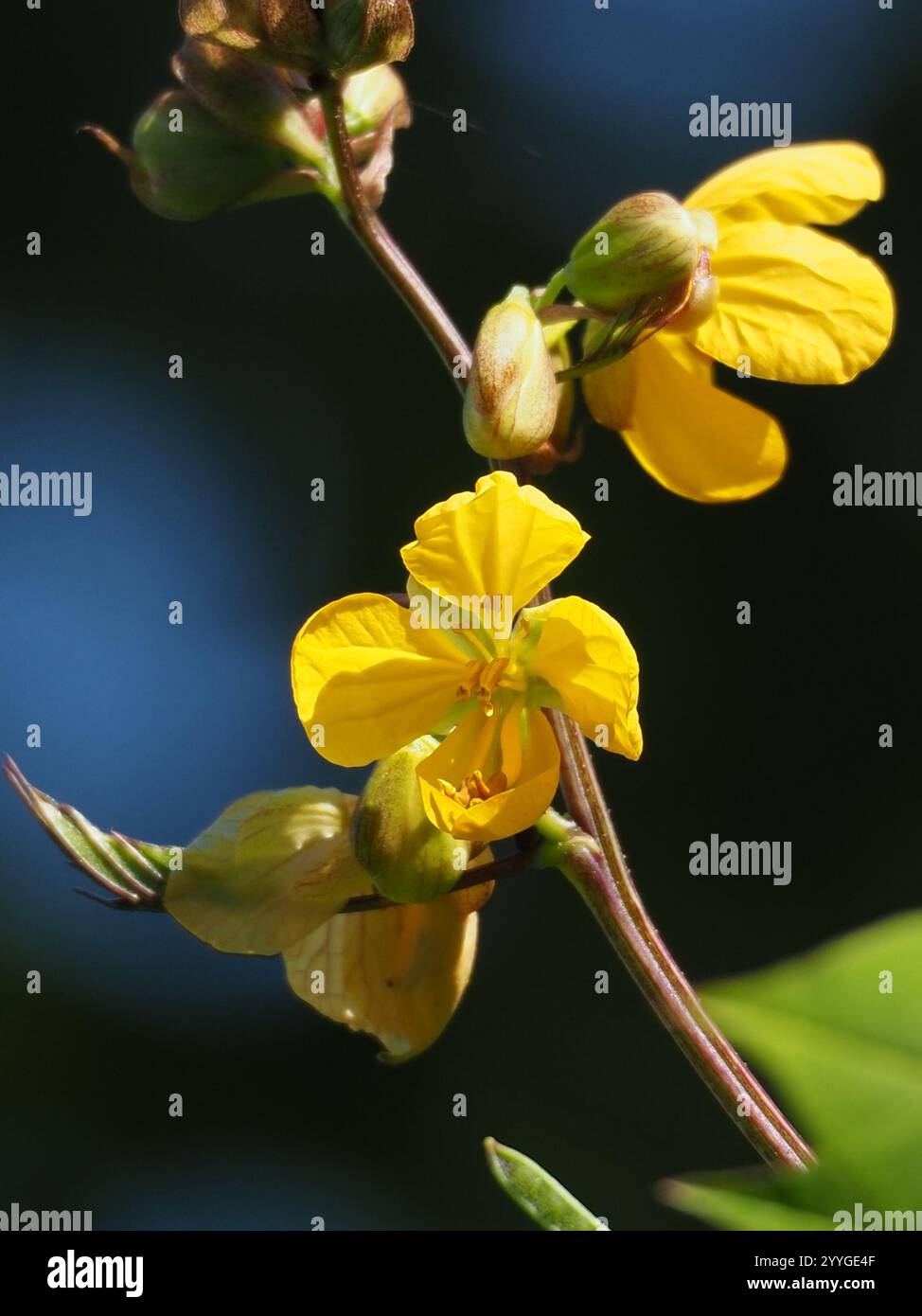 Coffee Senna (Senna occidentalis Stock Photo - Alamy