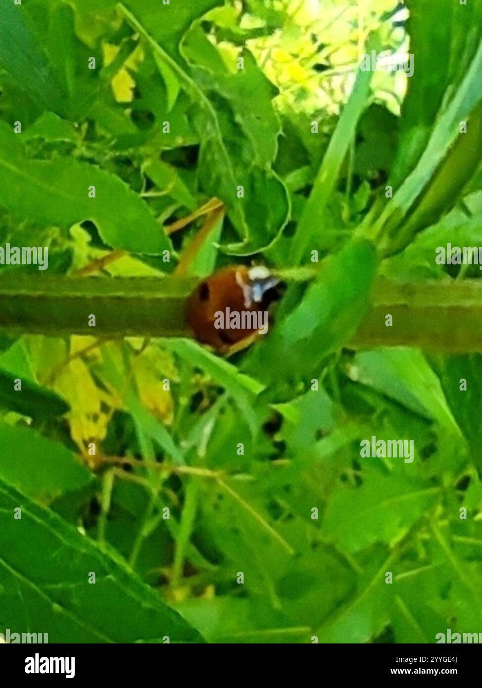 Two-spotted Lady Beetle (Adalia bipunctata Stock Photo - Alamy