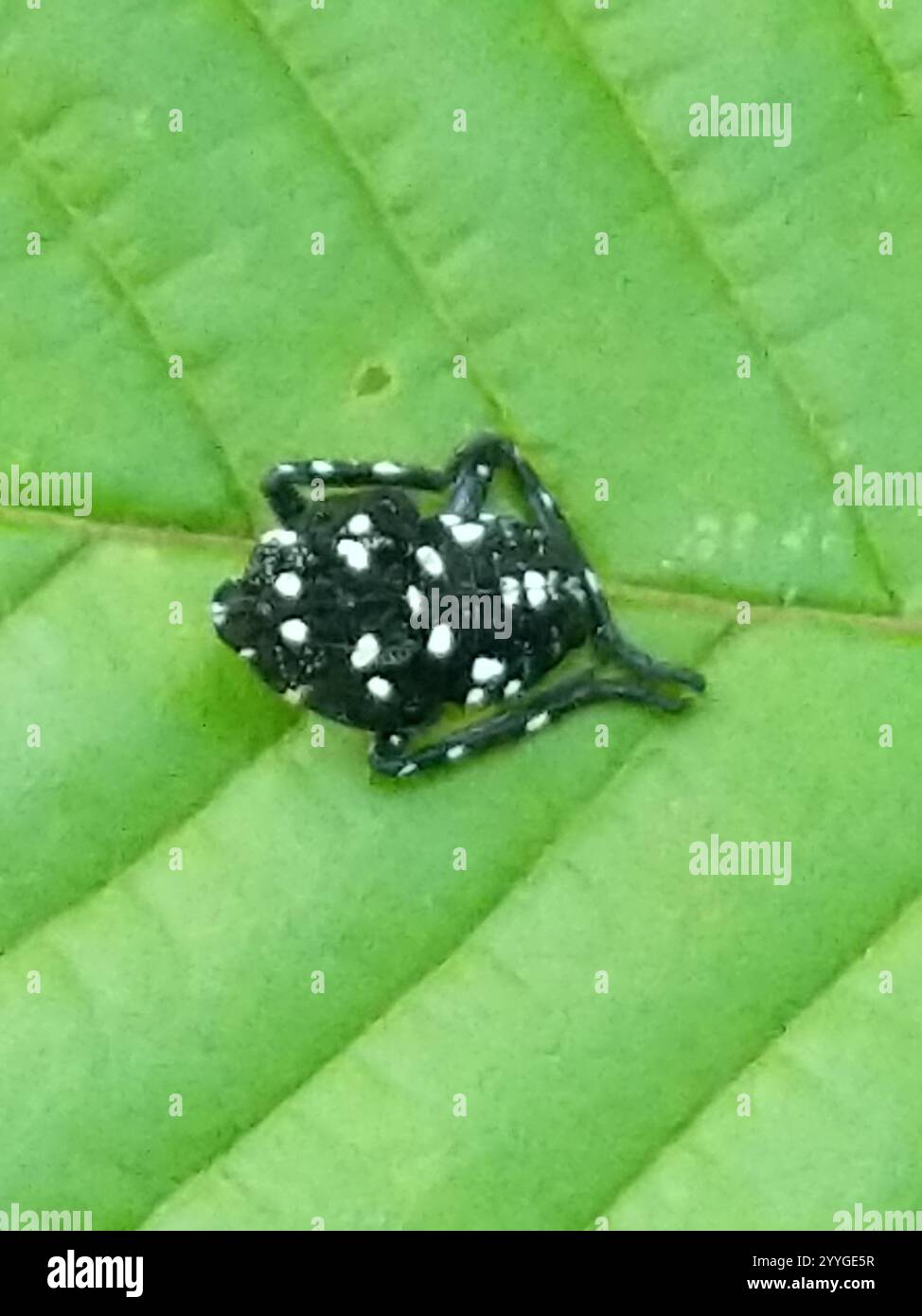Spotted Lanternfly (Lycorma delicatula Stock Photo - Alamy