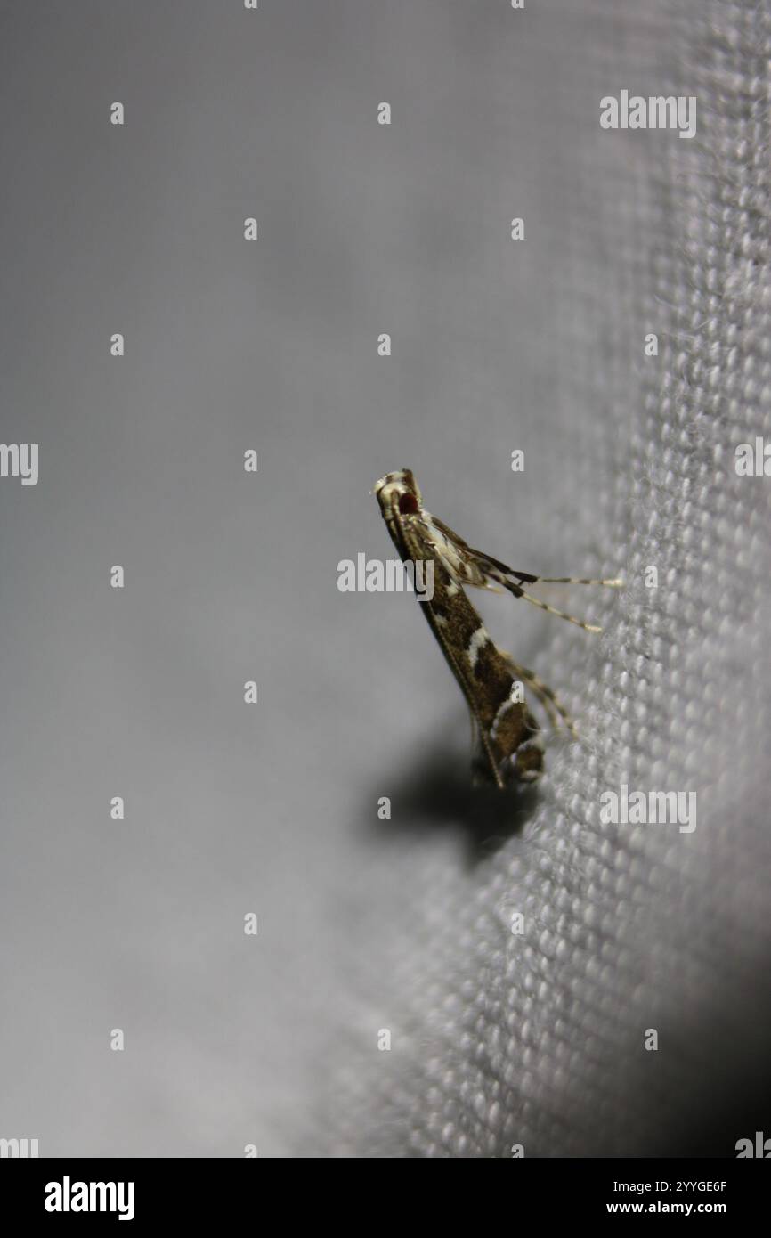 Aster Tentiform Blotchminer (Acrocercops astericola Stock Photo - Alamy
