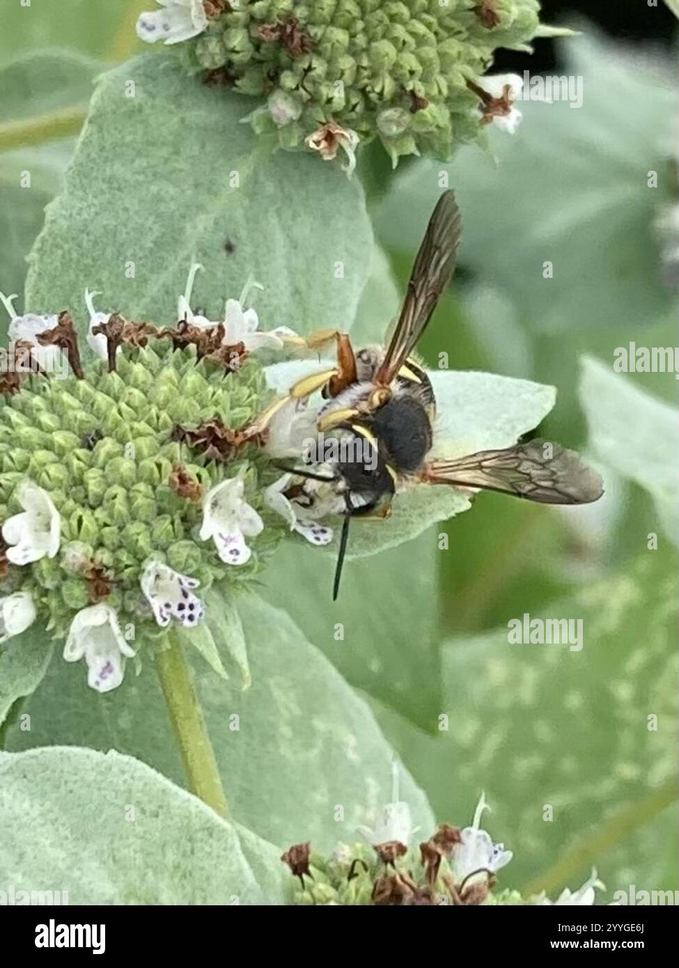 Anthidium oblongatum hi-res stock photography and images - Alamy