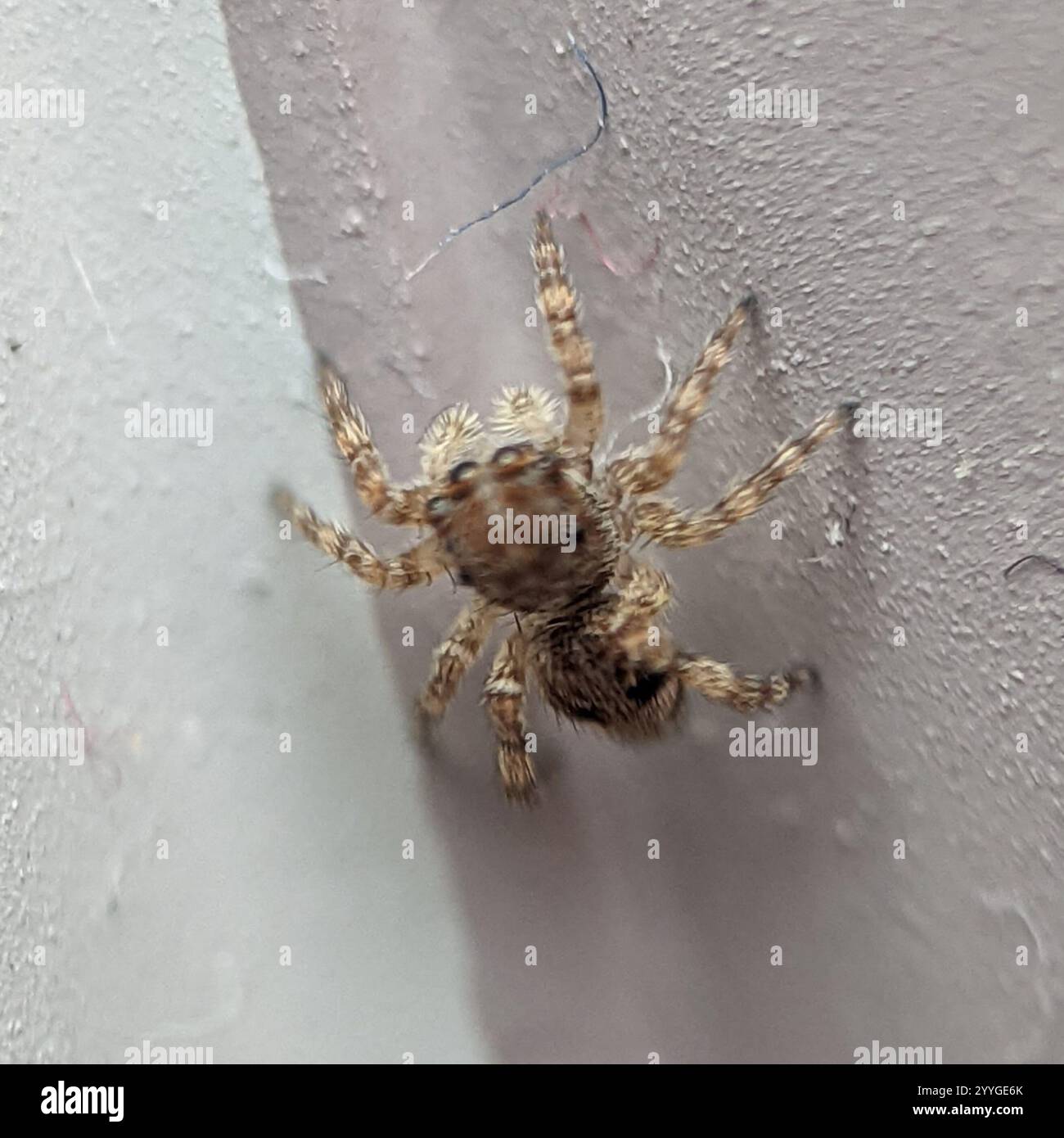 Attulus hi-res stock photography and images - Alamy