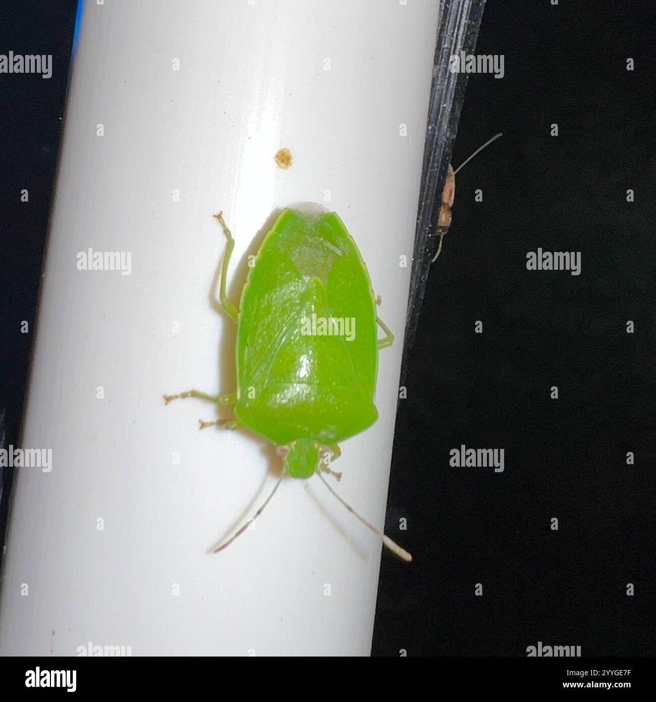 Green Stink Bug (Chinavia hilaris Stock Photo - Alamy
