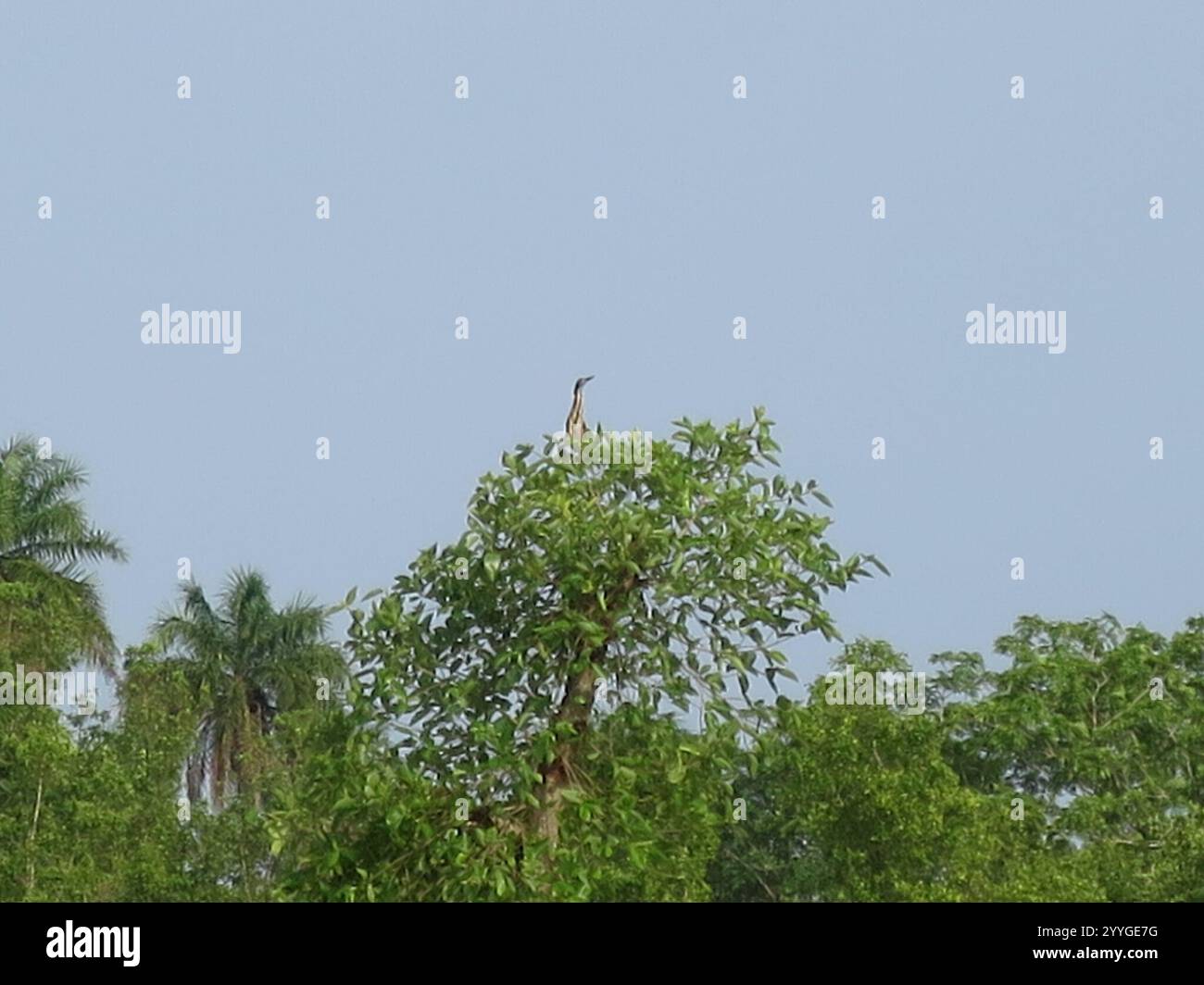 Dwarf Bittern (Botaurus sturmii Stock Photo - Alamy