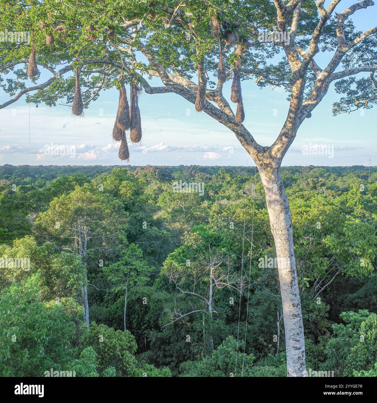 Tambopata, Peru - 26 Nov, 2024: Oropendola bird nests hanging from tall ...
