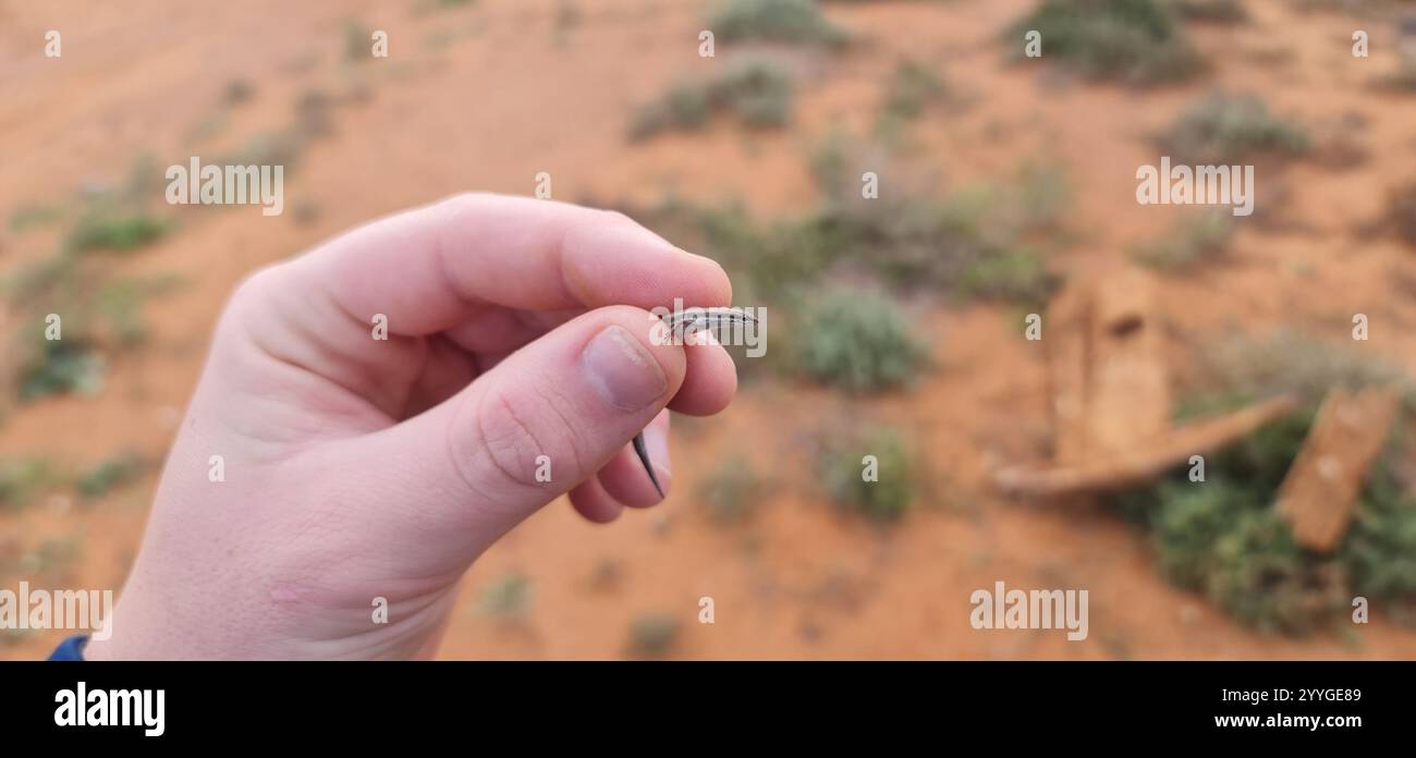 Common Dwarf Skink (Menetia greyii Stock Photo - Alamy