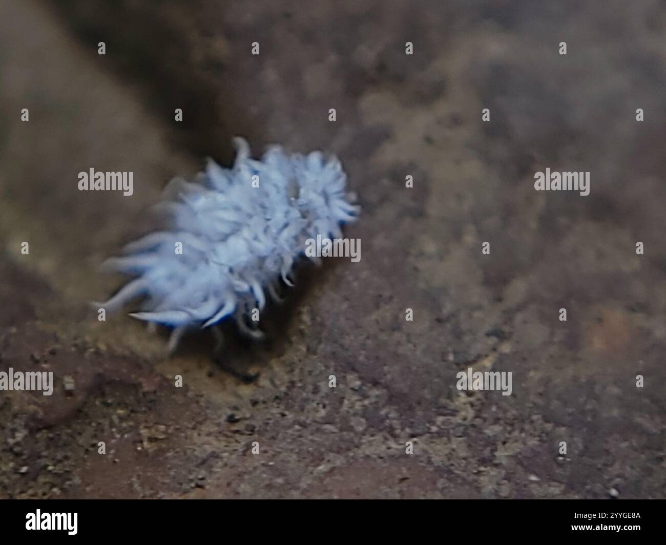 Mealybug Destroyer (Cryptolaemus montrouzieri Stock Photo - Alamy
