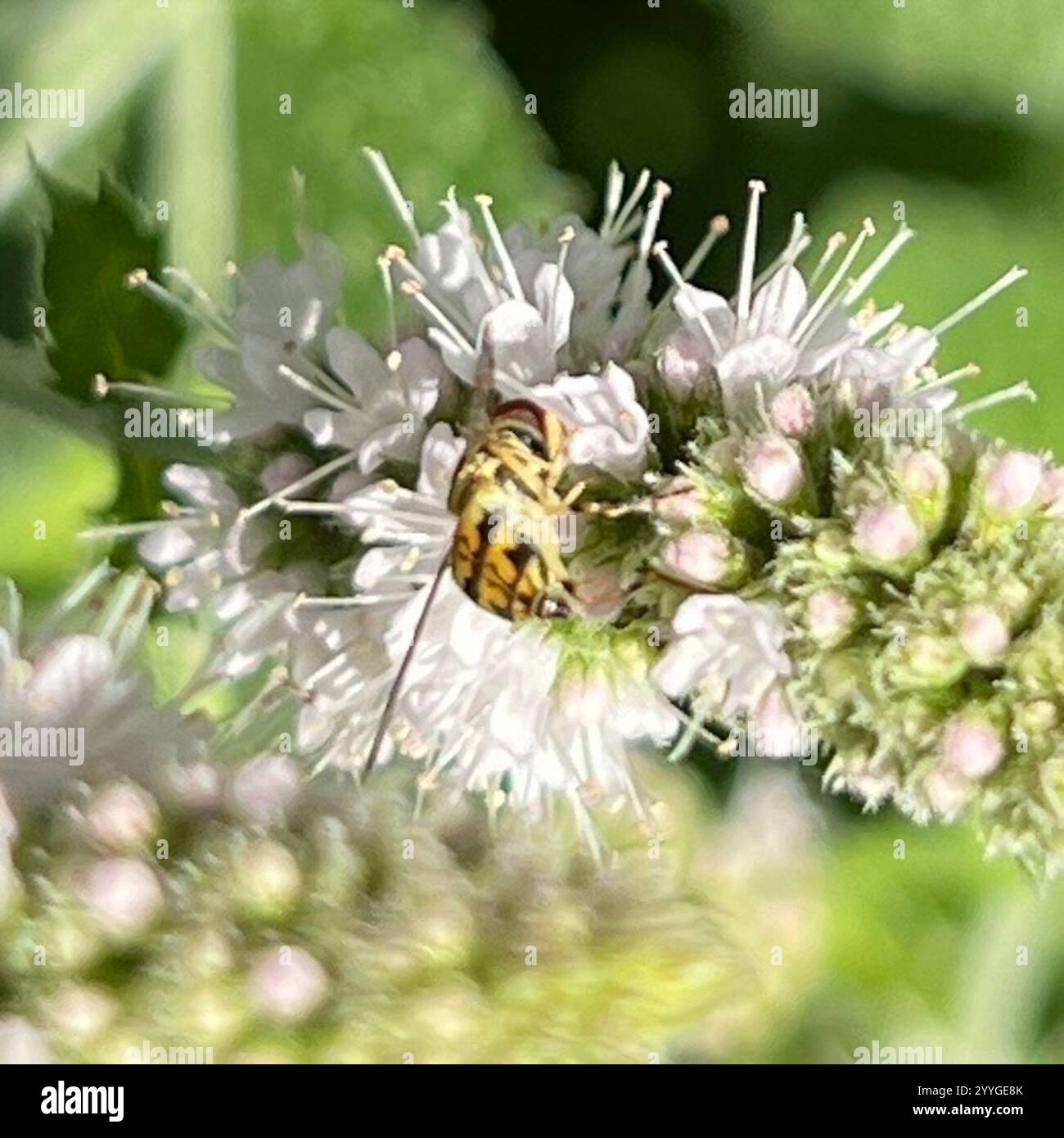 Eastern Calligrapher (Toxomerus geminatus Stock Photo - Alamy