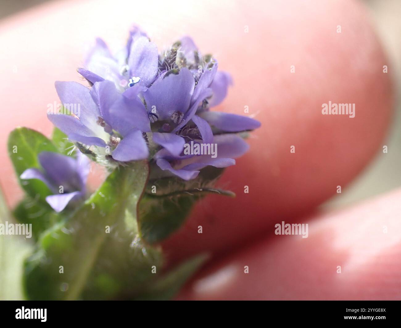 American alpine speedwell (Veronica wormskjoldii Stock Photo - Alamy