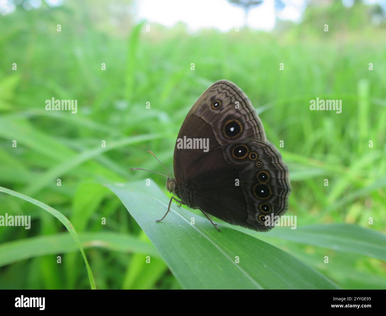Common Bush Brown (Bicyclus safitza Stock Photo - Alamy