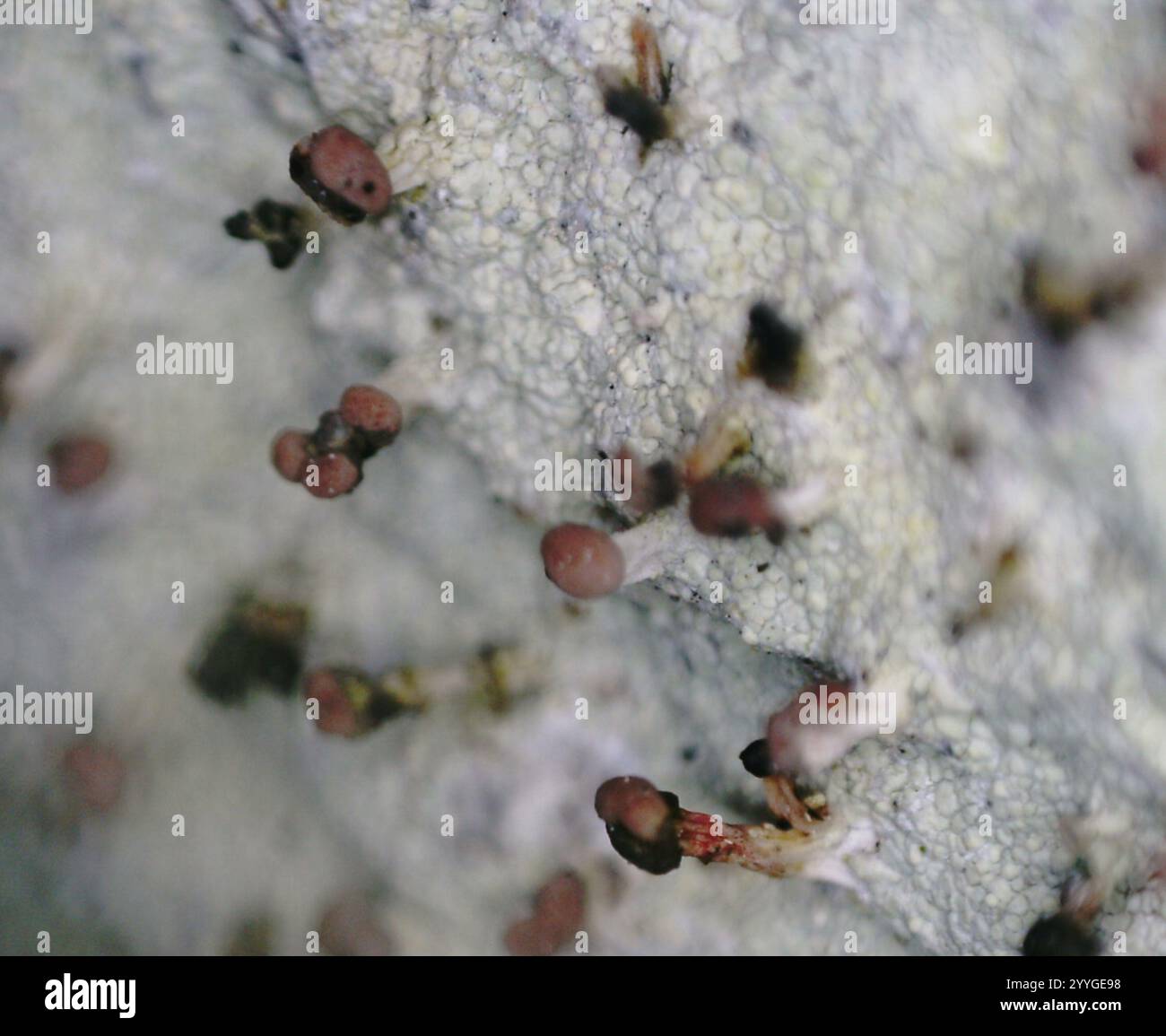 Brown Beret Lichen (Baeomyces rufus Stock Photo - Alamy