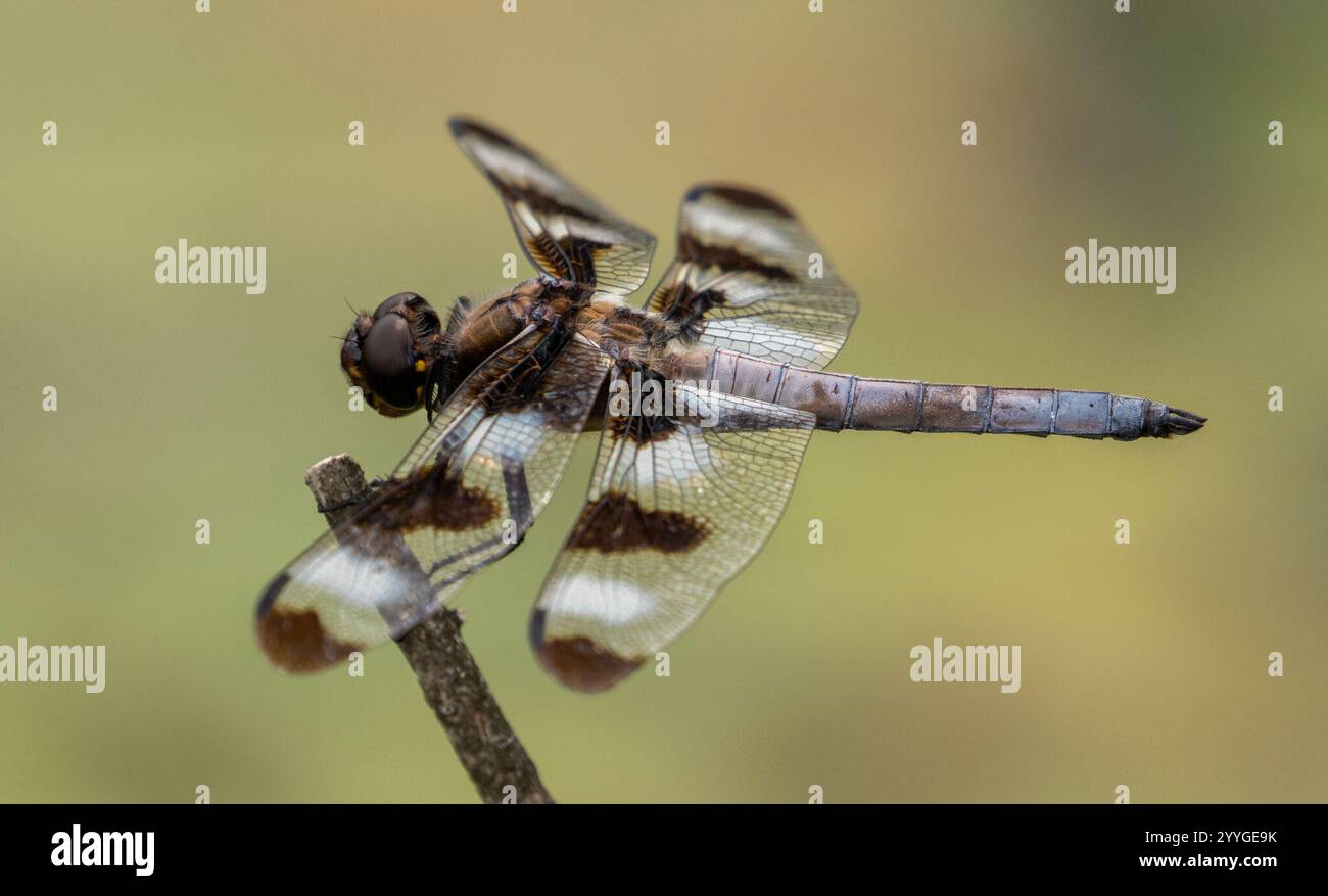 Twelve-spotted Skimmer (Libellula pulchella Stock Photo - Alamy