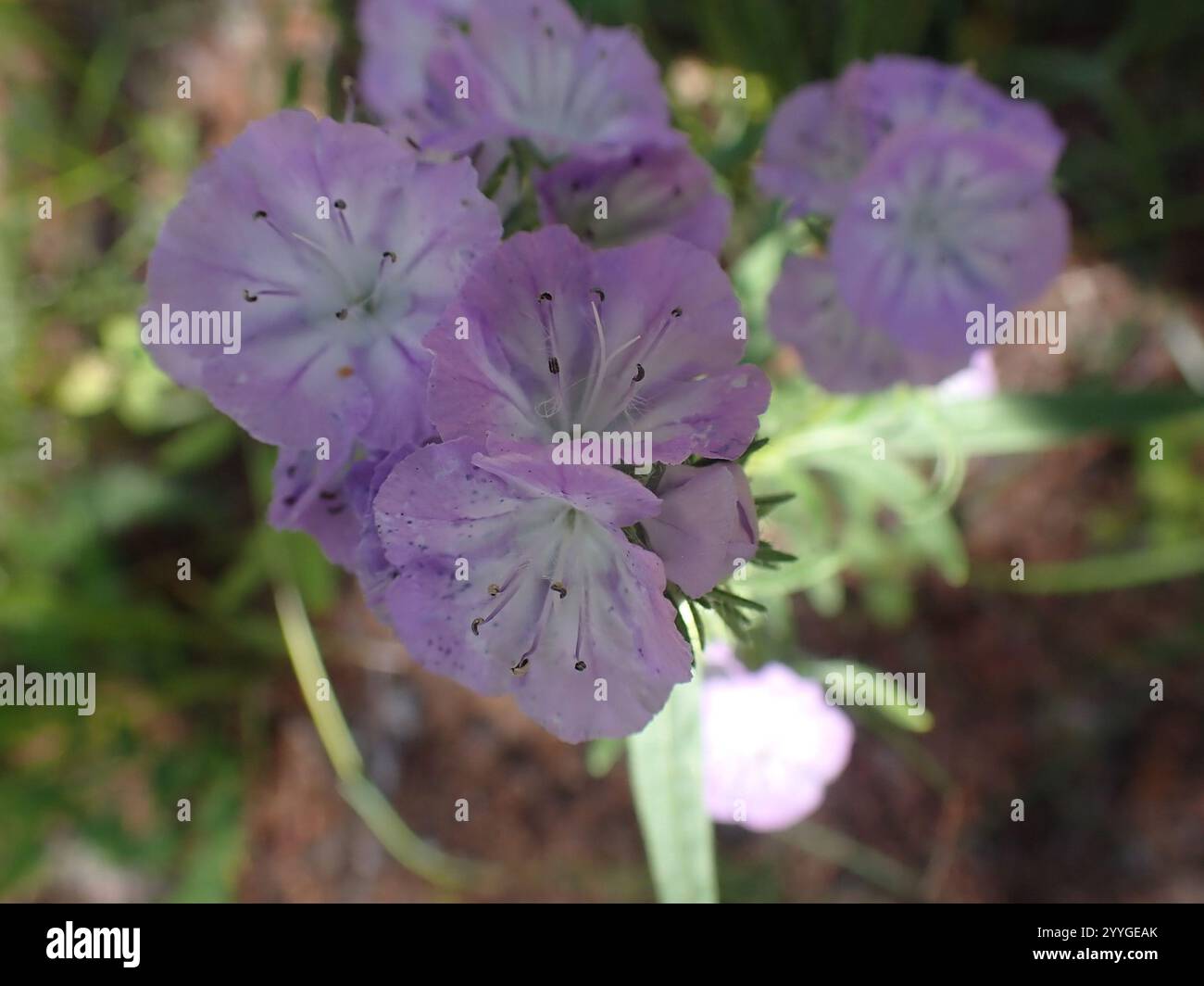Linearleaf Phacelia (Phacelia linearis Stock Photo - Alamy