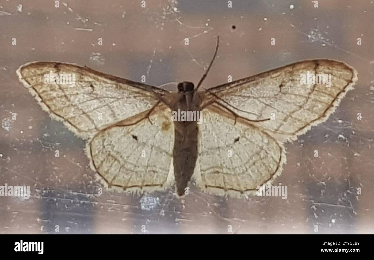 Riband Wave (Idaea aversata Stock Photo - Alamy