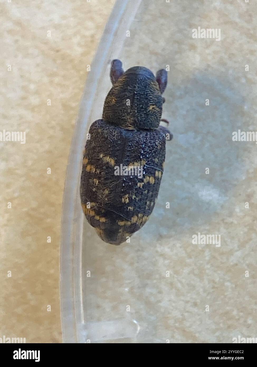 Large Pine Weevil (Hylobius abietis Stock Photo - Alamy