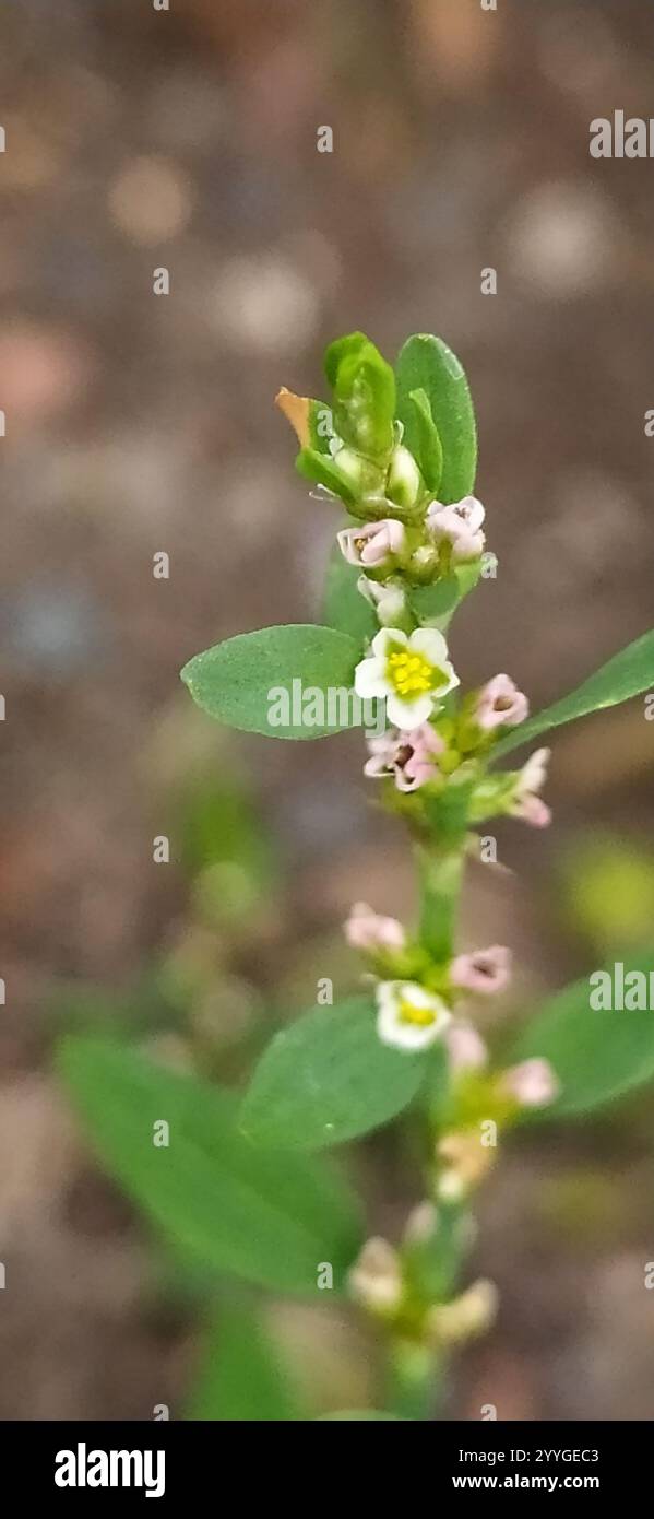 Common Knotgrass Complex (Polygonum aviculare Stock Photo - Alamy Common Knotgrass Complex (Polygonum aviculare Stock Photo - Alamy
