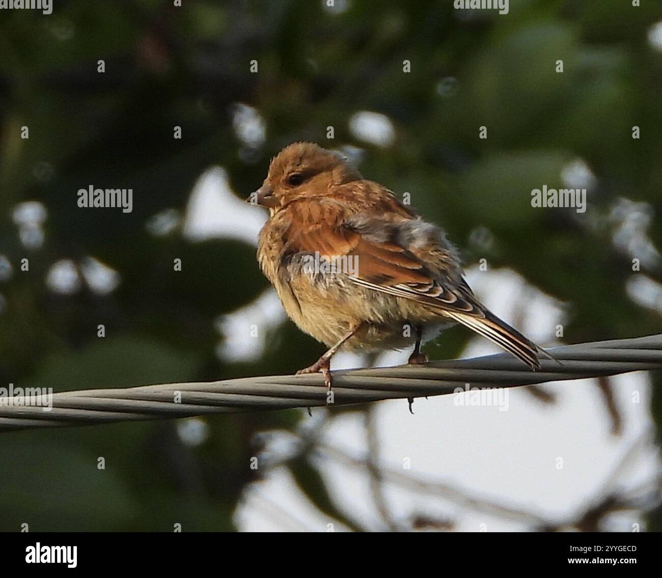 Eurasian Linnet (Linaria cannabina Stock Photo - Alamy