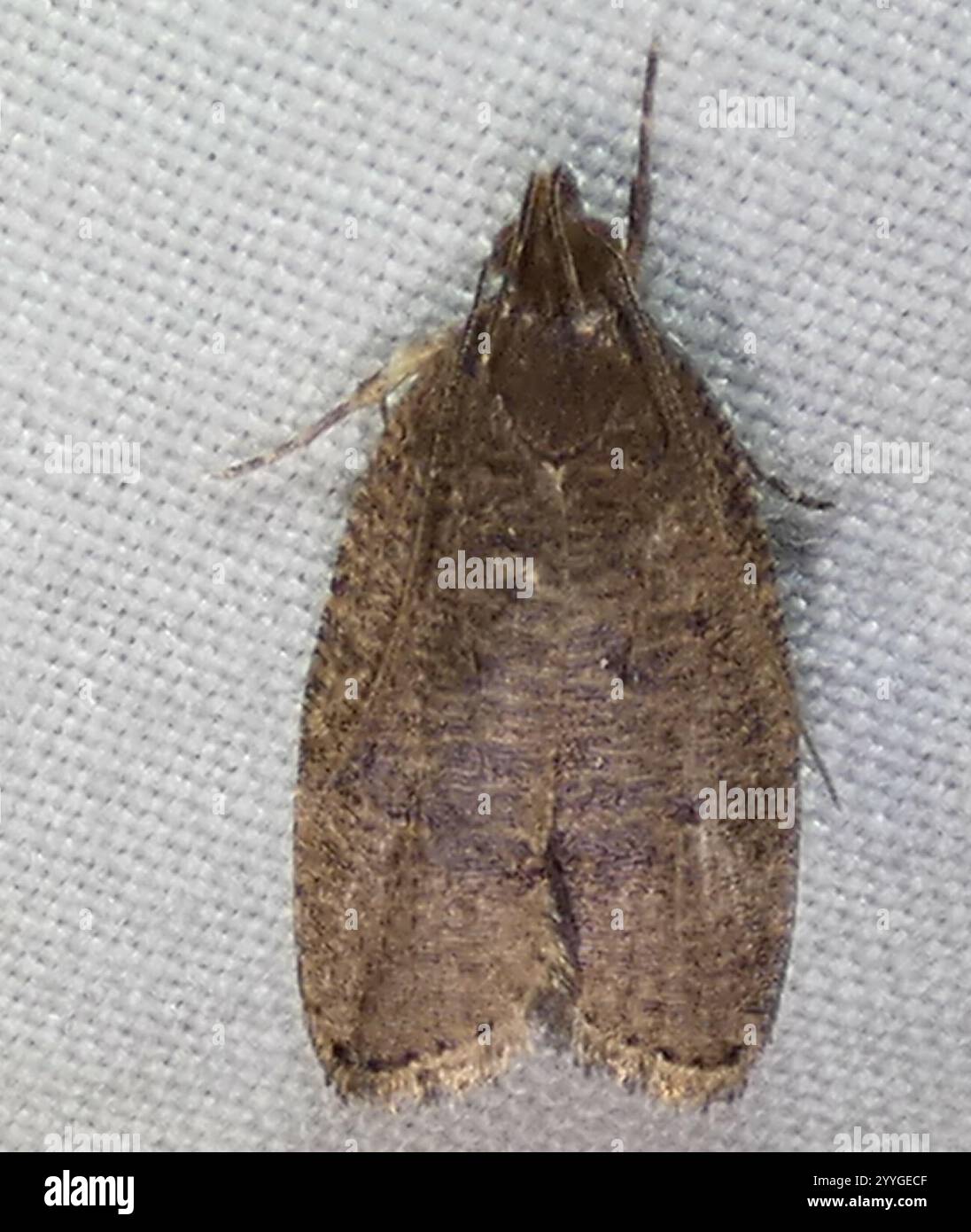 Dotted Leaftier Moth (Psilocorsis reflexella Stock Photo - Alamy