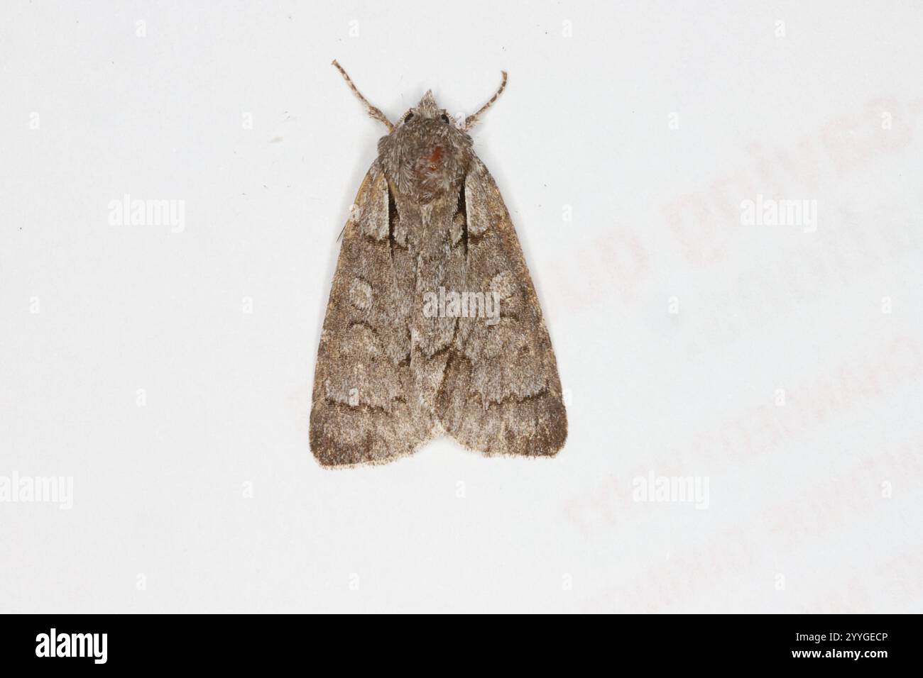 Gray Dagger (Acronicta grisea Stock Photo - Alamy