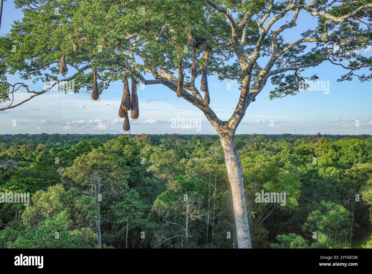 Tambopata, Peru - 26 Nov, 2024: Oropendola bird nests hanging from tall ...