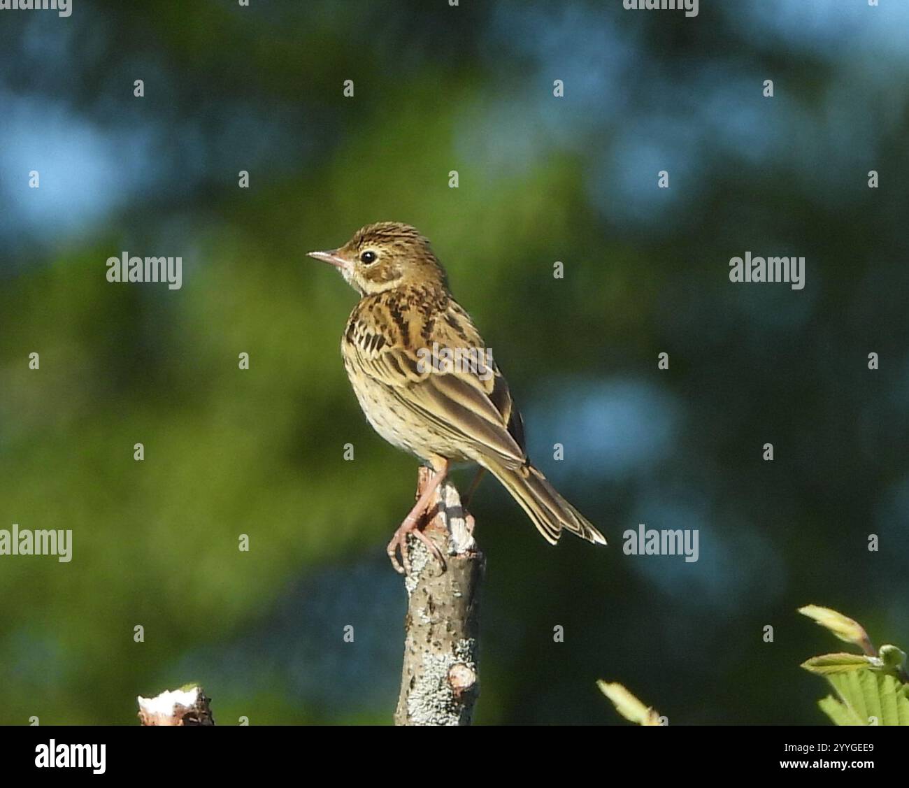 Tree Pipit (Anthus trivialis Stock Photo - Alamy