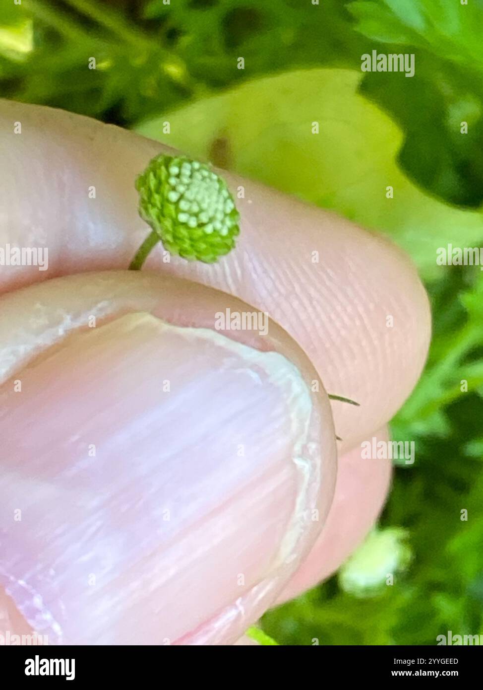 Common Cotula (Cotula australis Stock Photo - Alamy