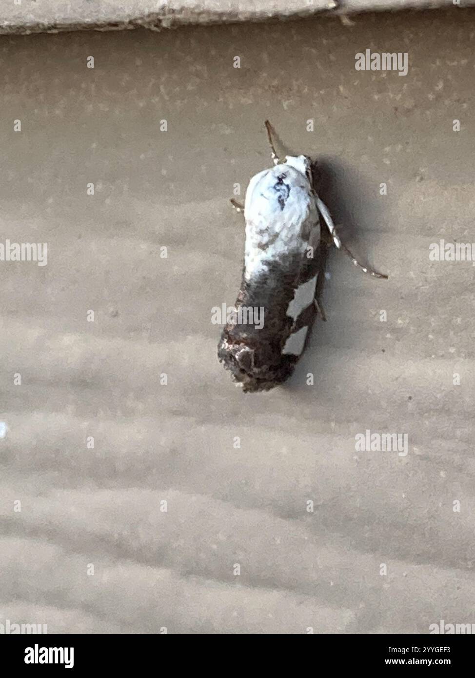 Exposed Bird Dropping Moth (Tarache aprica Stock Photo - Alamy