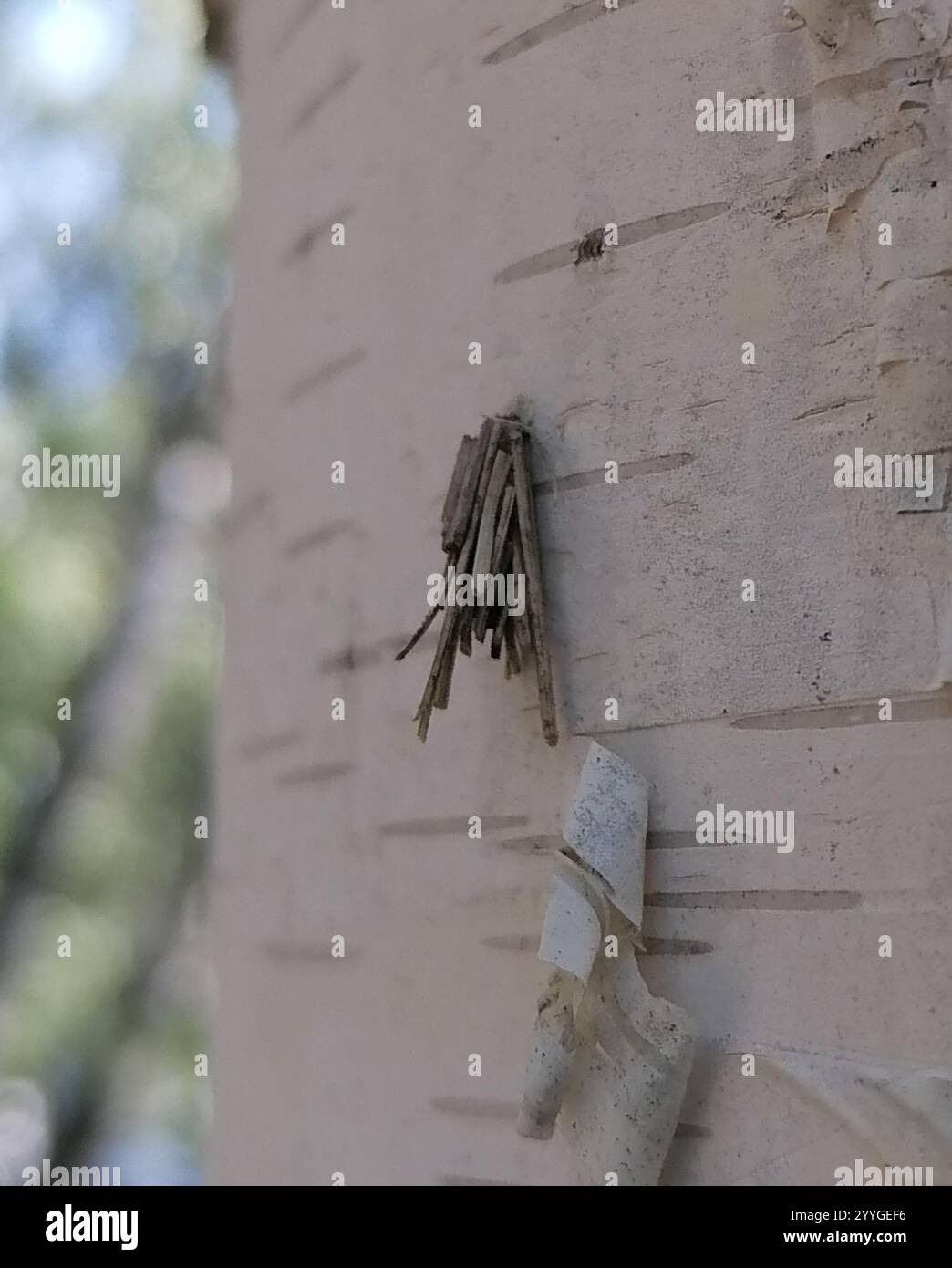 Bagworm Moths (Psychidae Stock Photo - Alamy
