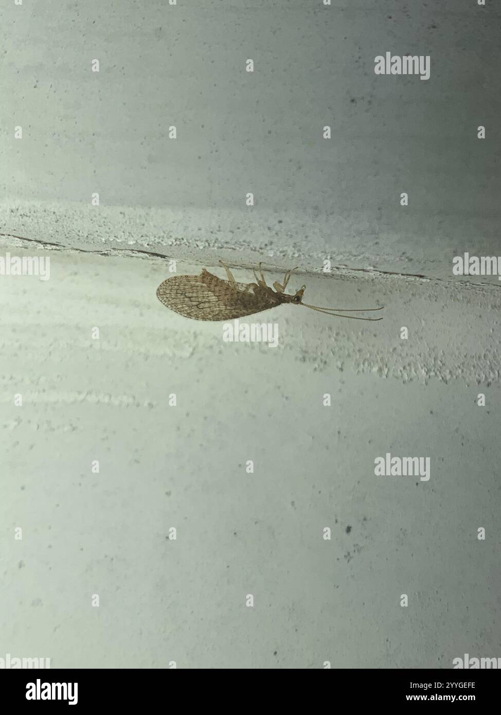 Posterior Brown Lacewing (Micromus posticus Stock Photo - Alamy