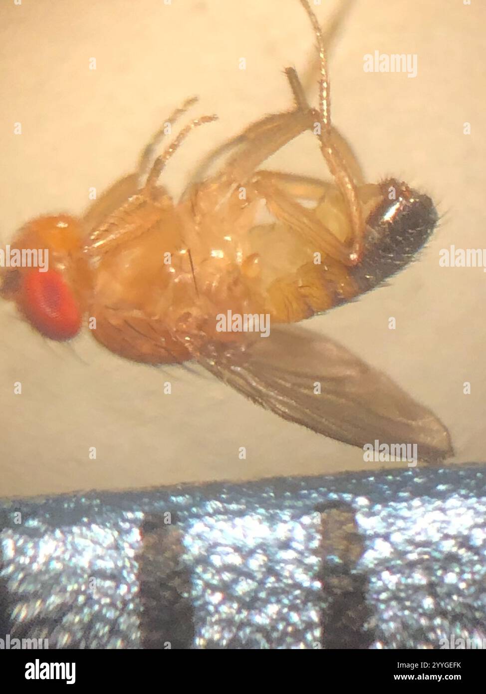 Common Fruit Fly (Drosophila melanogaster Stock Photo - Alamy