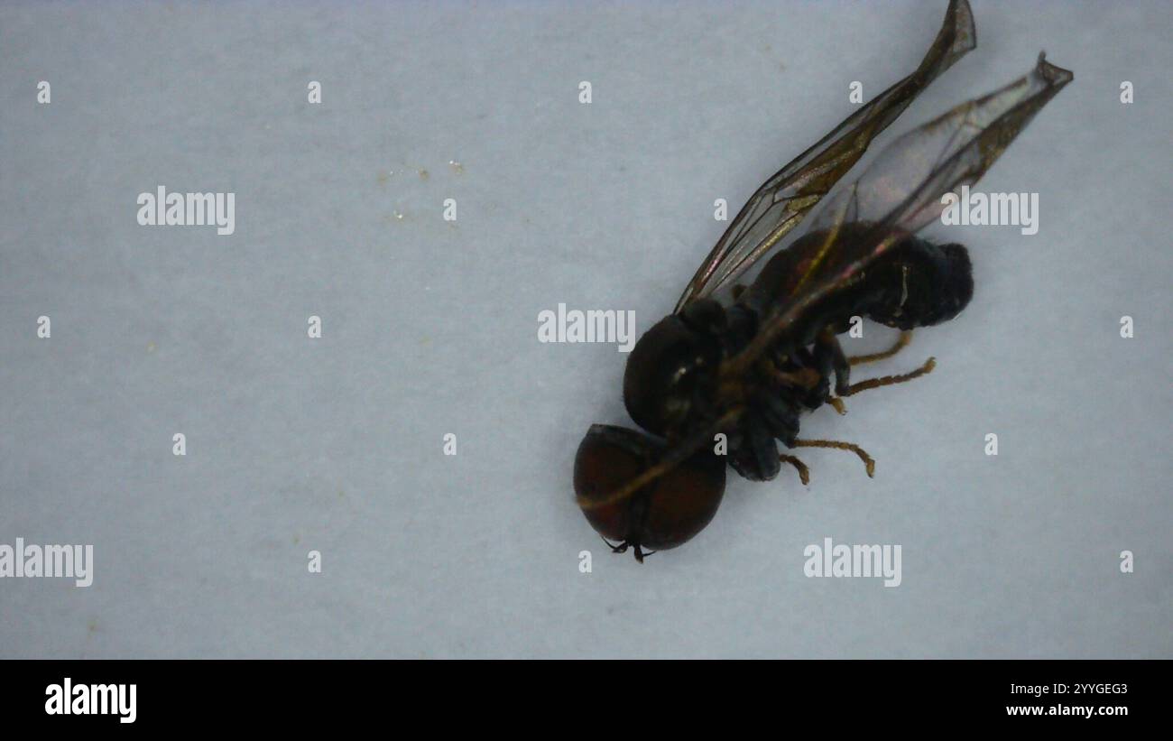 Pipunculidae hi-res stock photography and images - Alamy