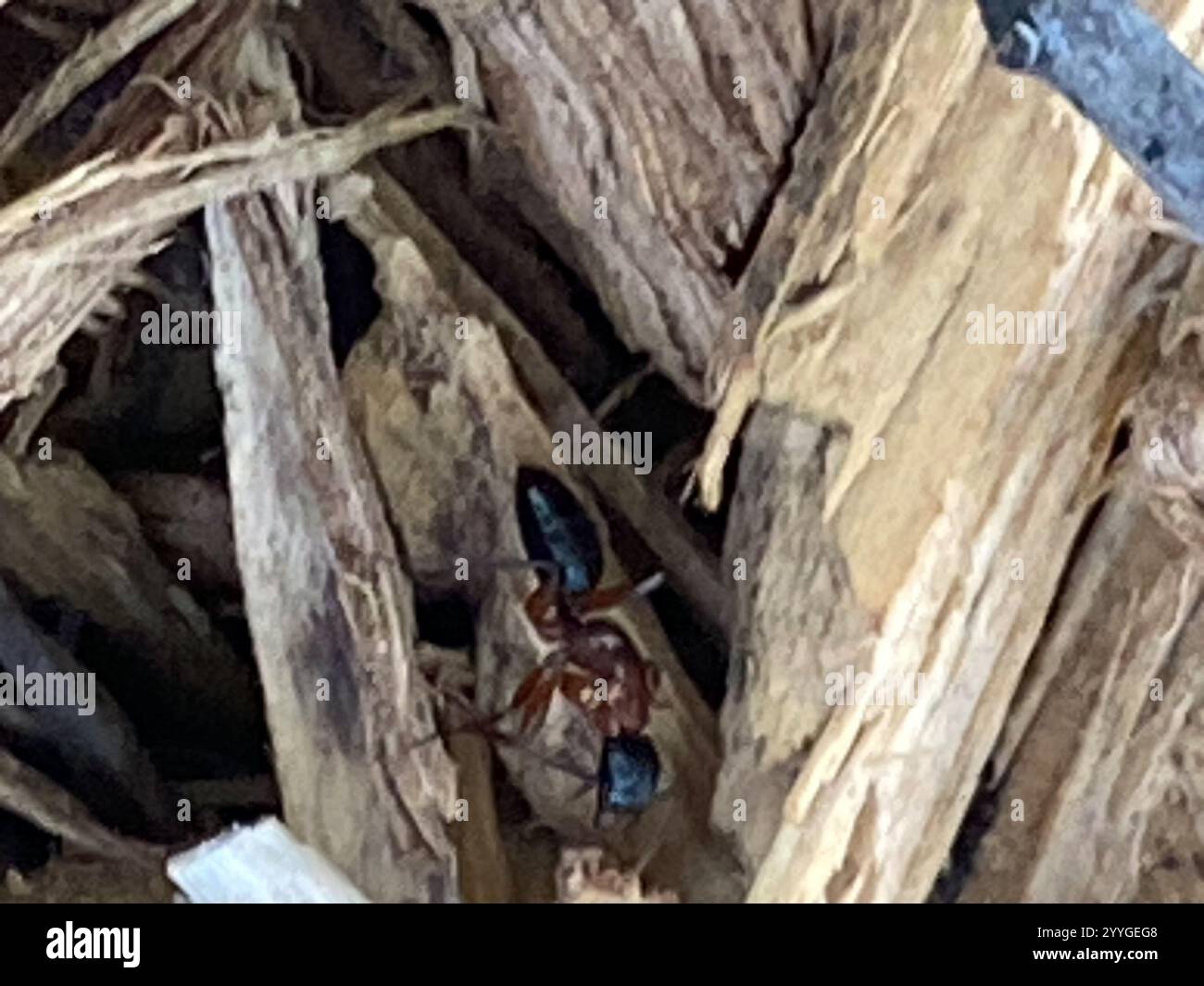 Texas Carpenter Ant (Camponotus texanus Stock Photo - Alamy