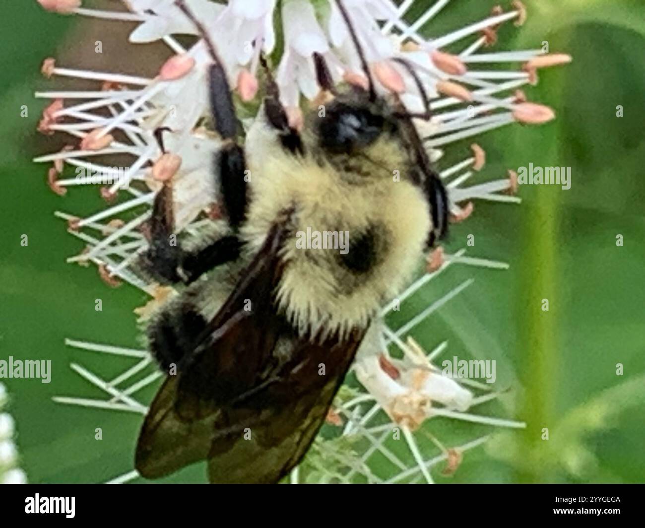 Two-spotted Bumble Bee (Bombus bimaculatus Stock Photo - Alamy