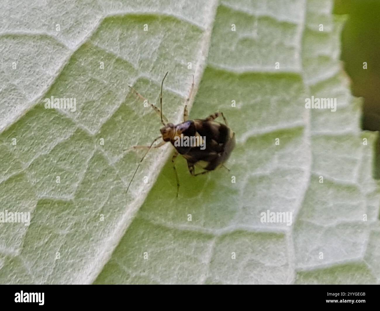 Three Spotted Nettle Bug (Liocoris tripustulatus Stock Photo - Alamy