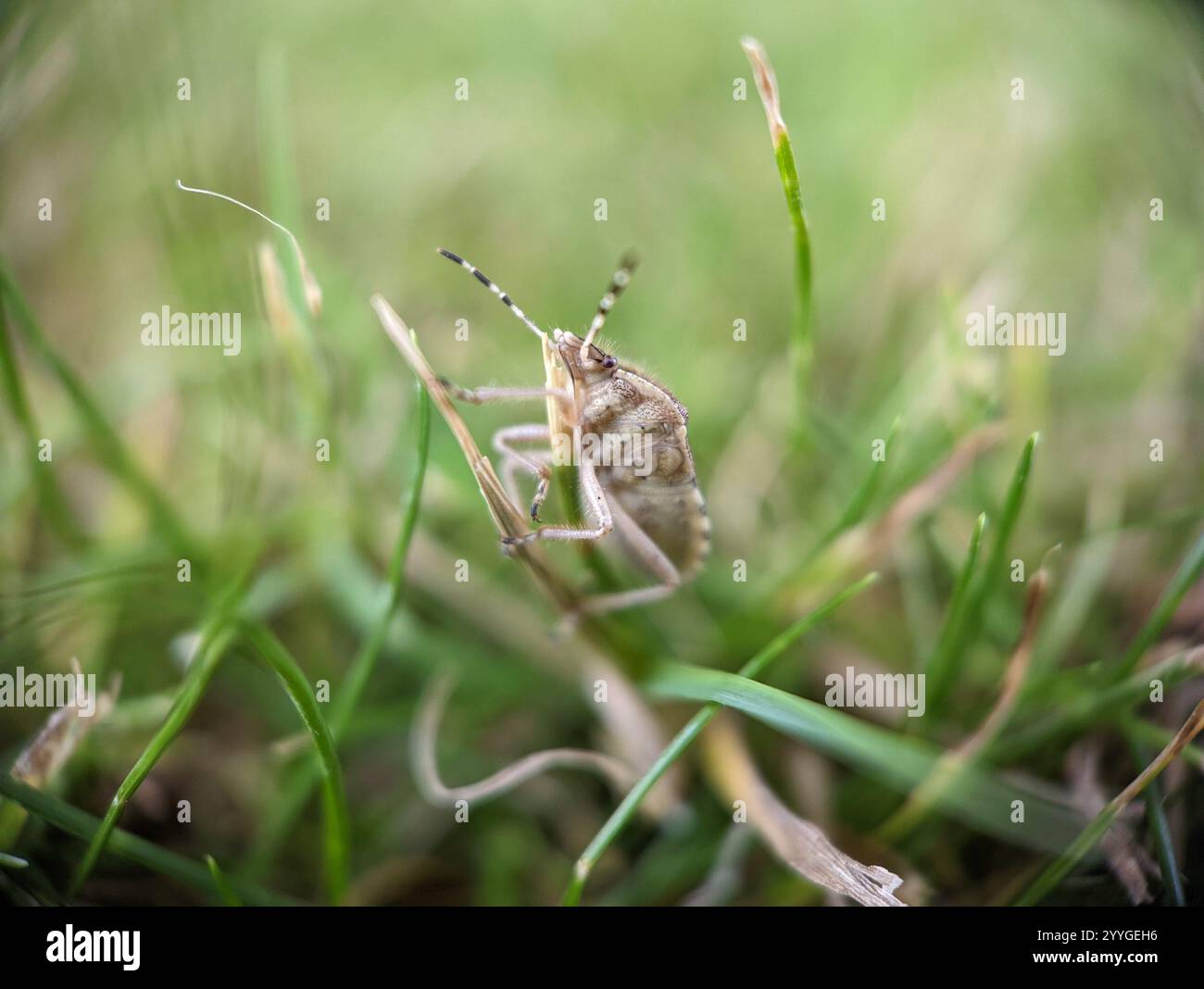Sloe Bug (Dolycoris baccarum Stock Photo - Alamy